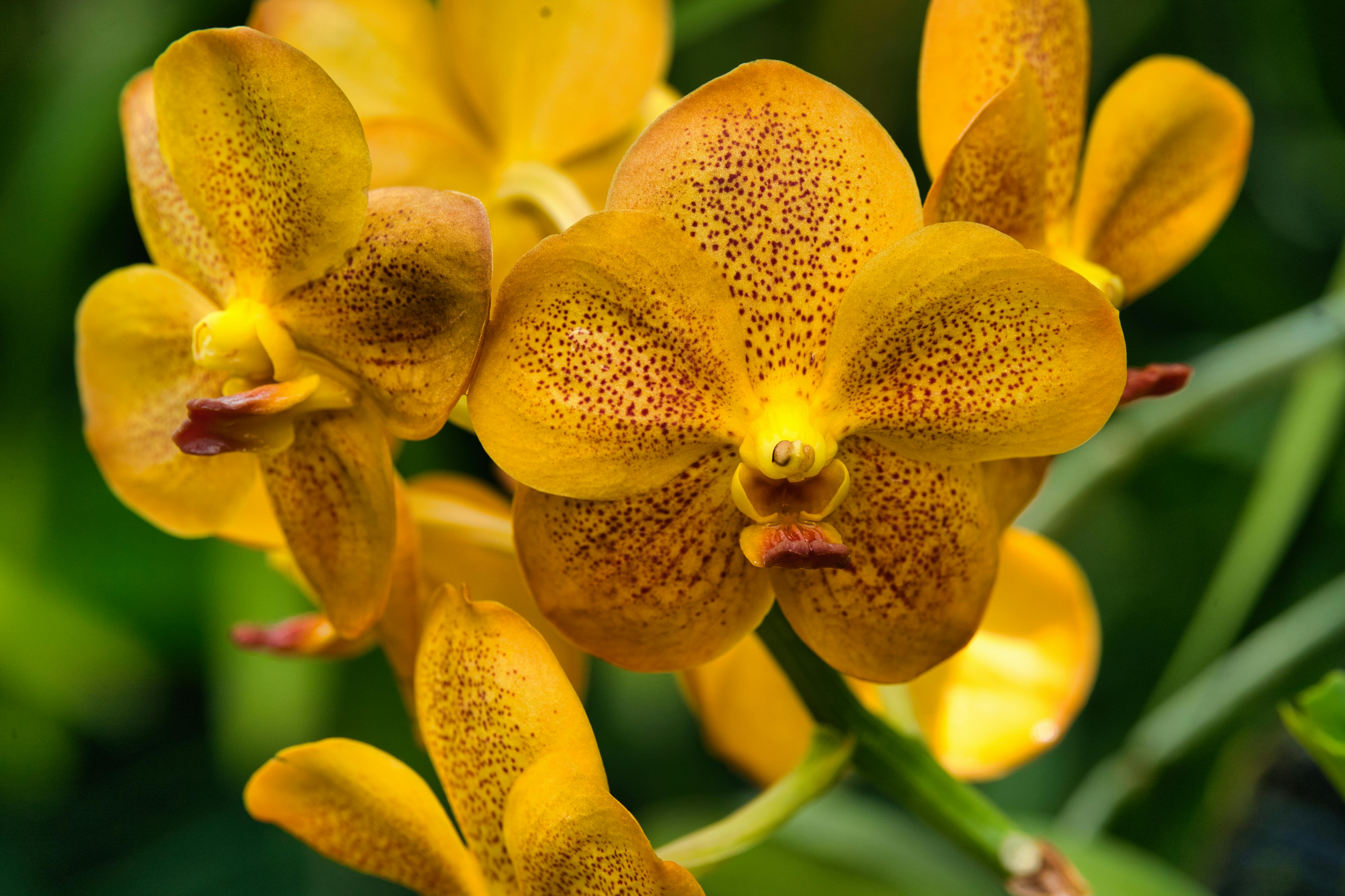 900+ melhores imagens de Orquidea · Download 100% grátis · Fotos ...