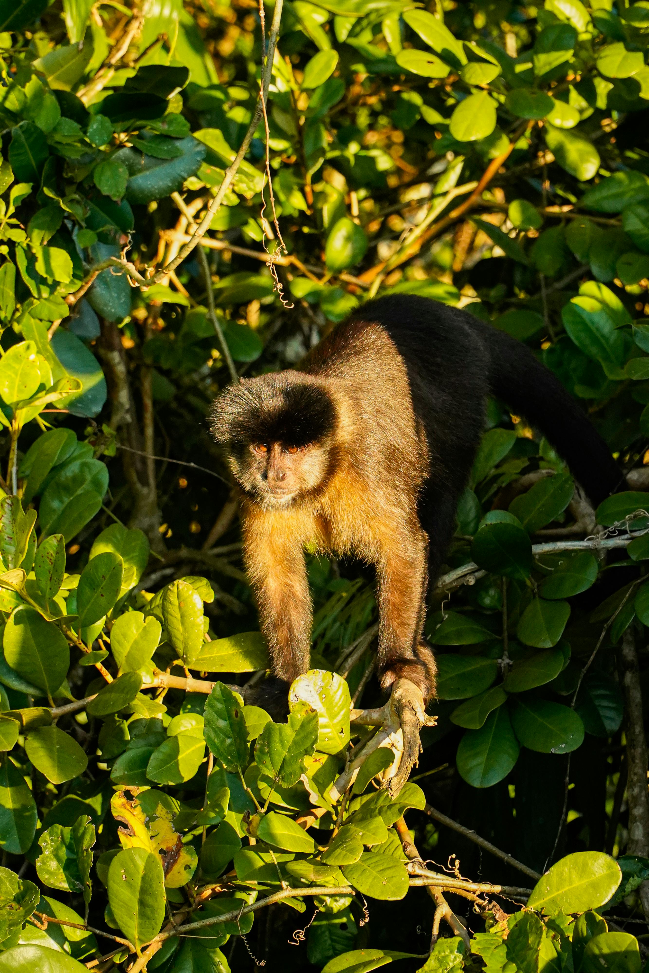 Two Monkey in Branch of Tree Photo · Free Stock Photo