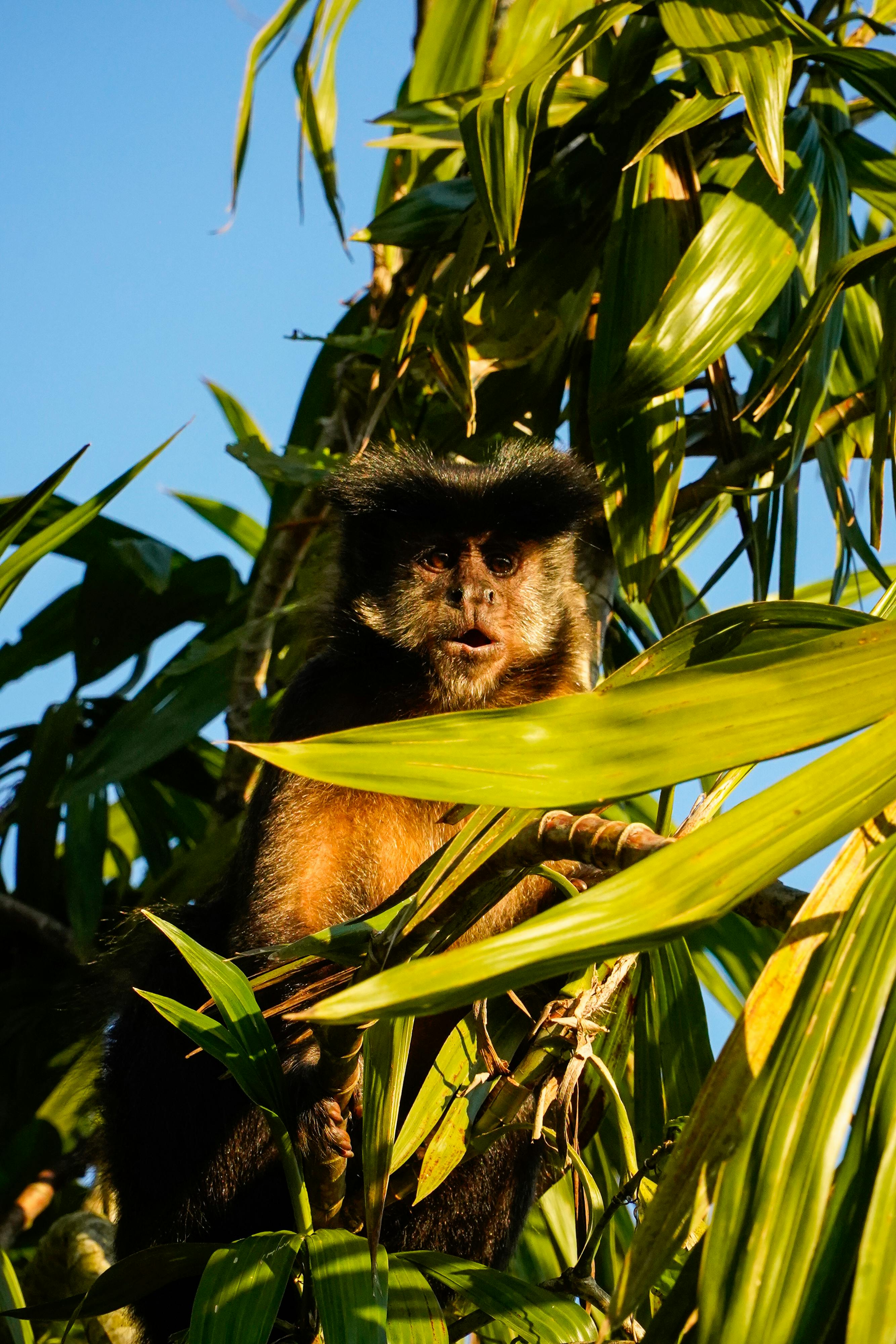 Two Monkey in Branch of Tree Photo · Free Stock Photo