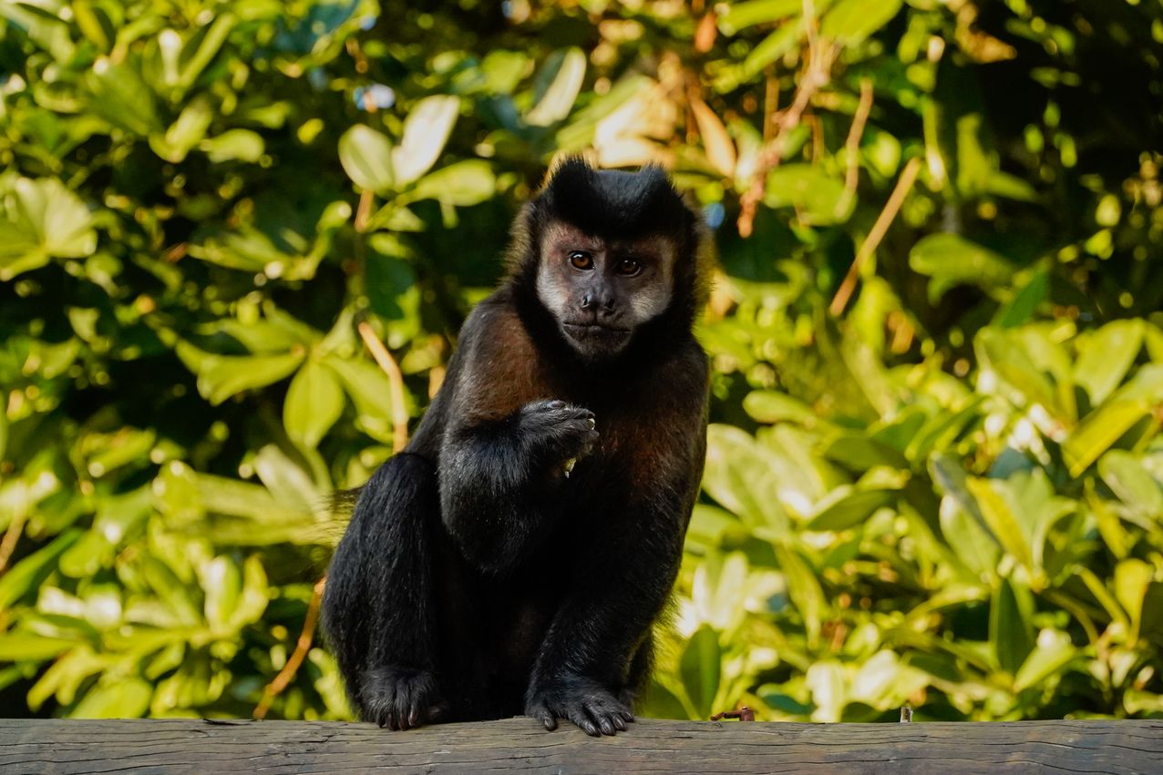 Tufted Capuchin Monkey: What to Know in the Wild Habitat