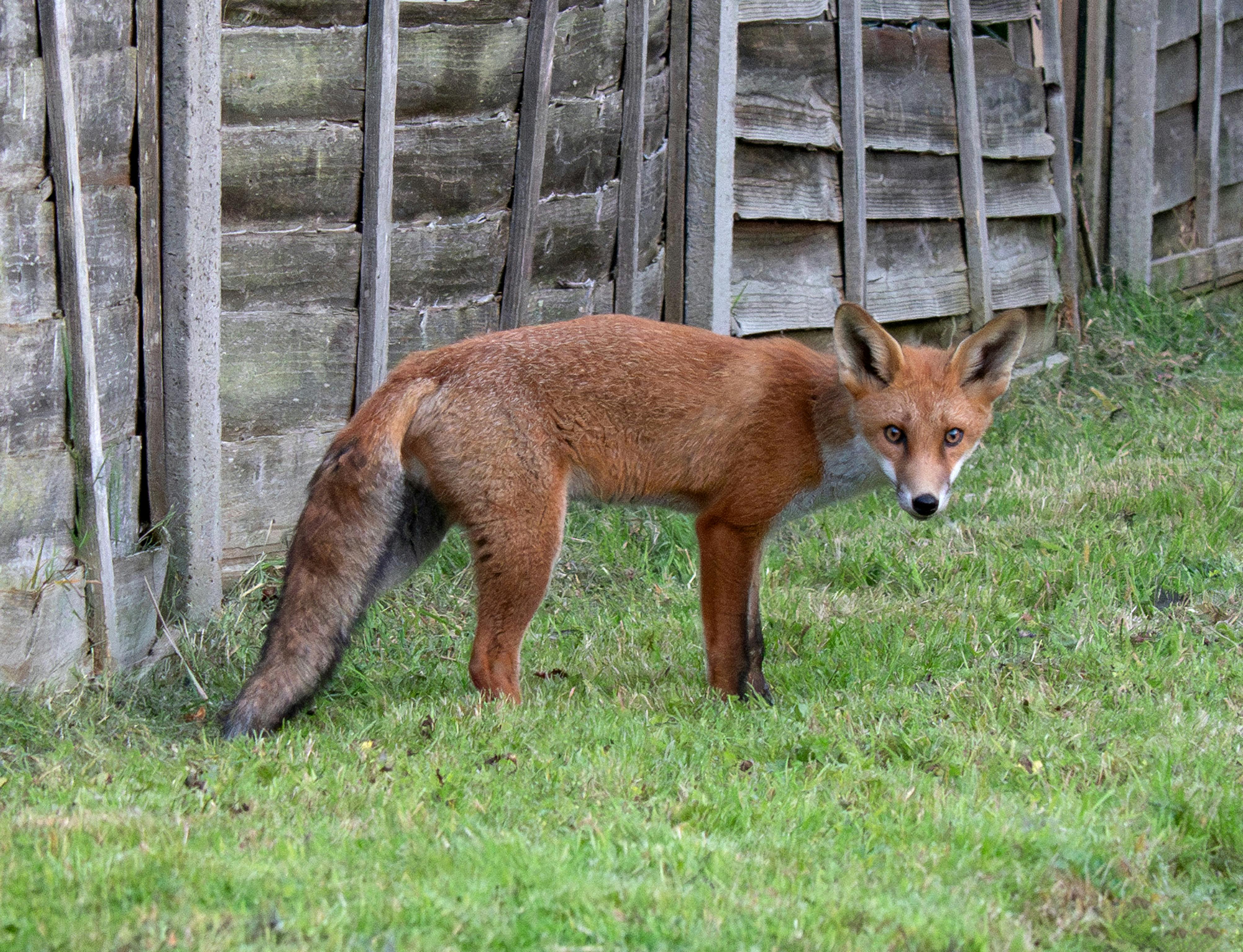 A fox standing in the grass next to a fence · Free Stock Photo