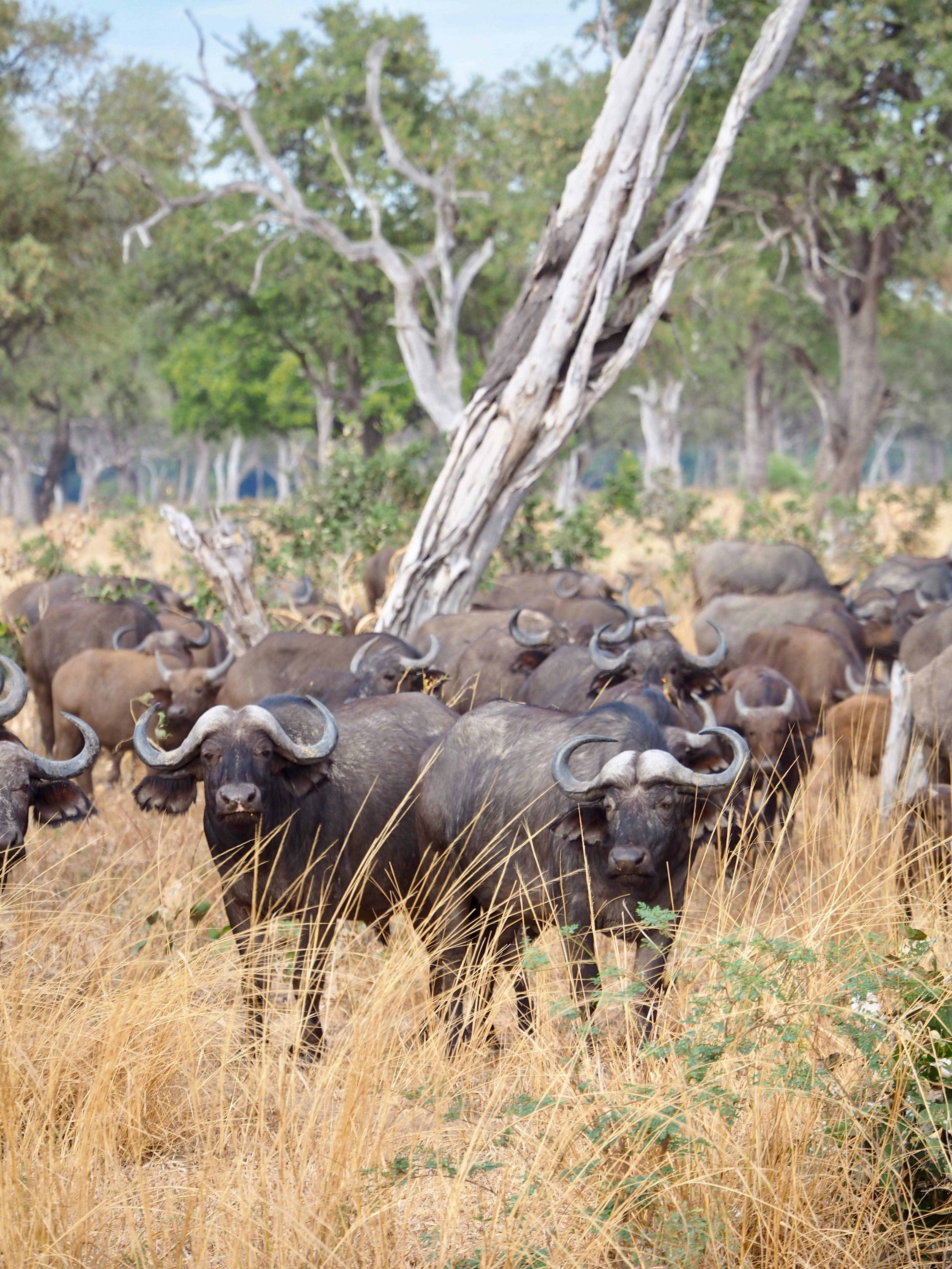 Group Of Buffalo Photos, Download The BEST Free Group Of Buffalo Stock ...