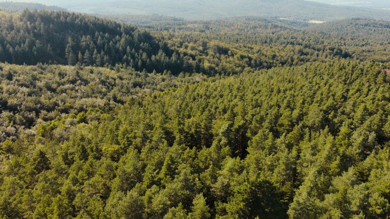 Forest From Above Photos, Download The BEST Free Forest From Above ...