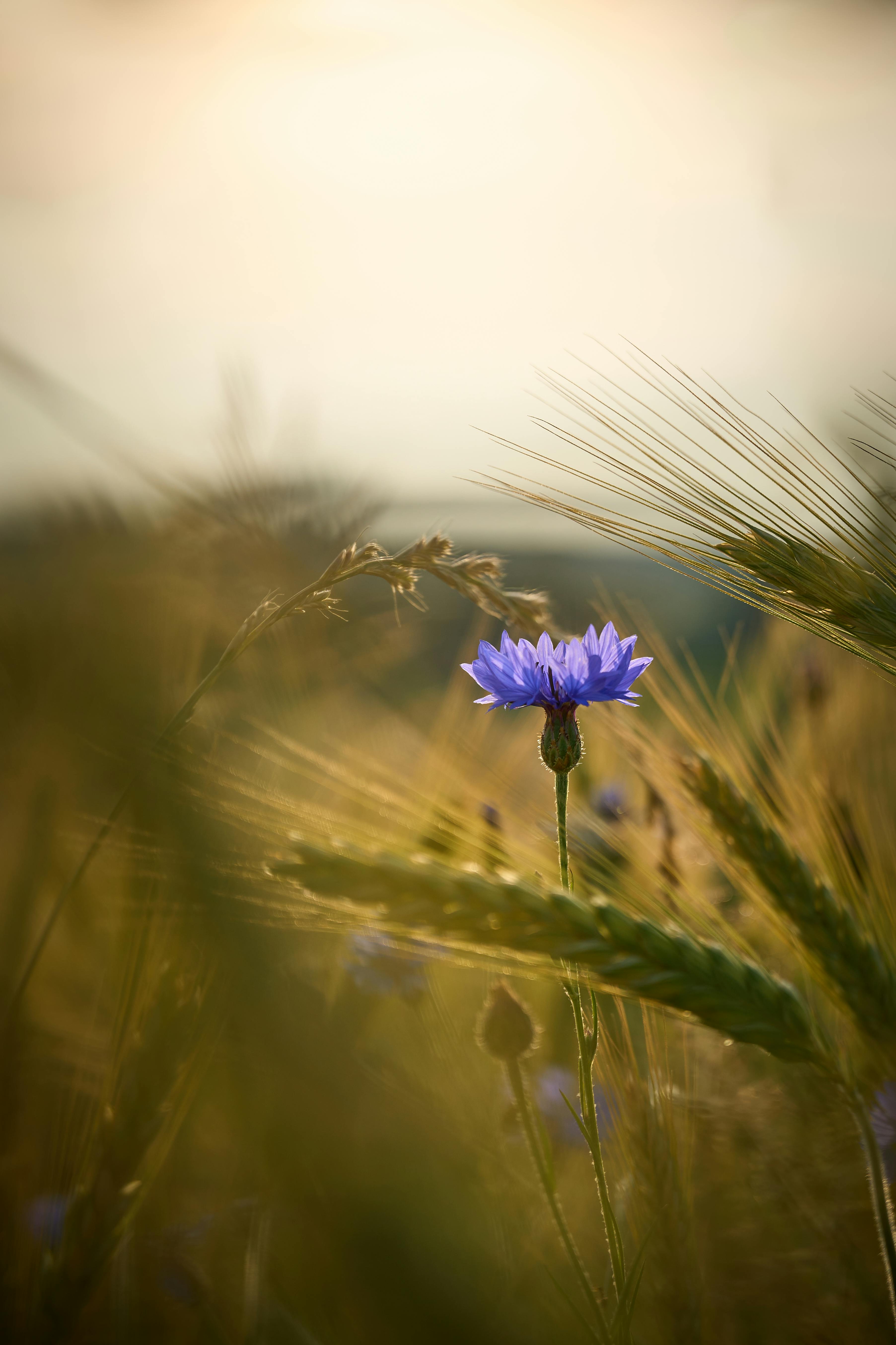 A single flower in a field of wheat · Free Stock Photo
