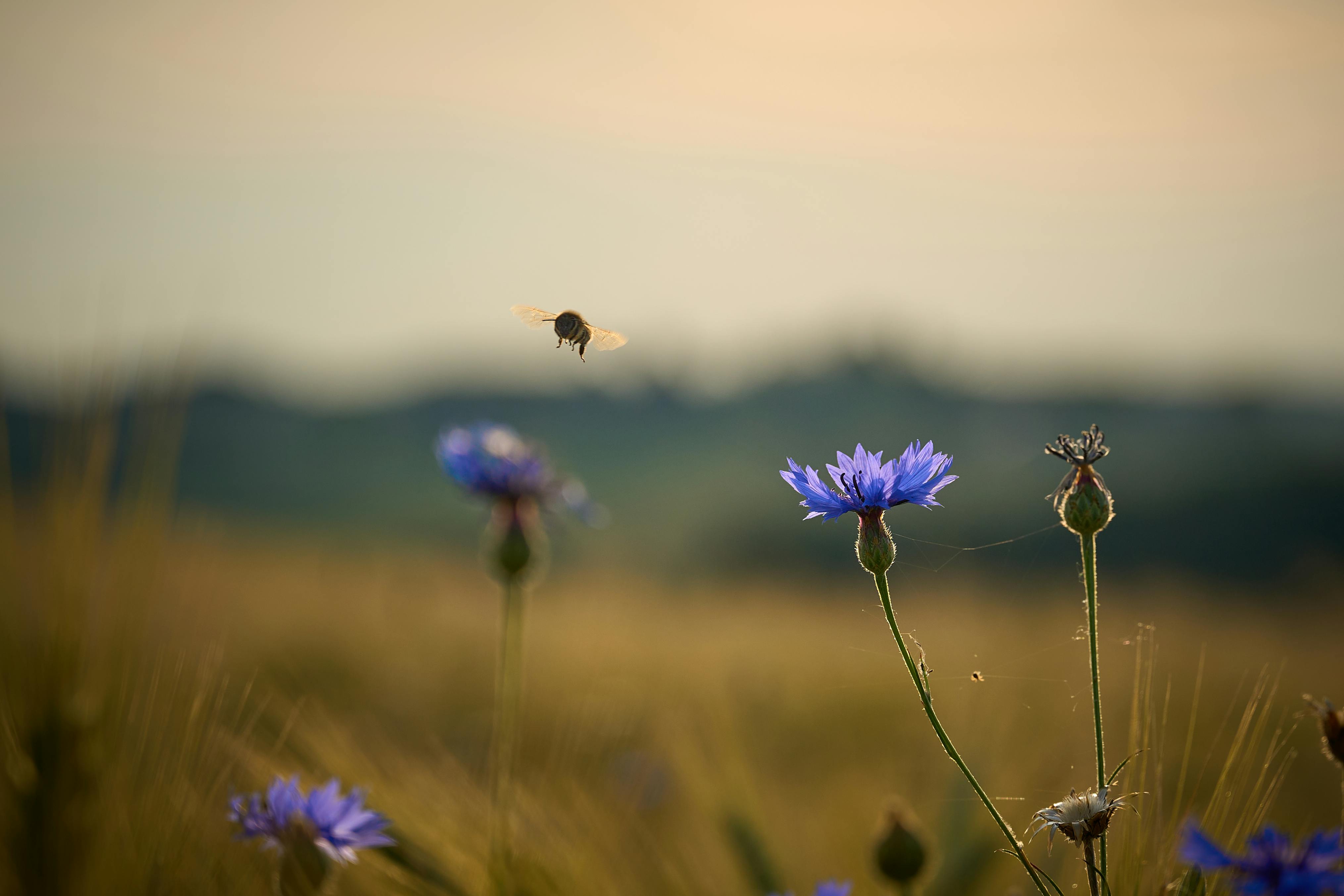 A bee flies over a field of corn · Free Stock Photo