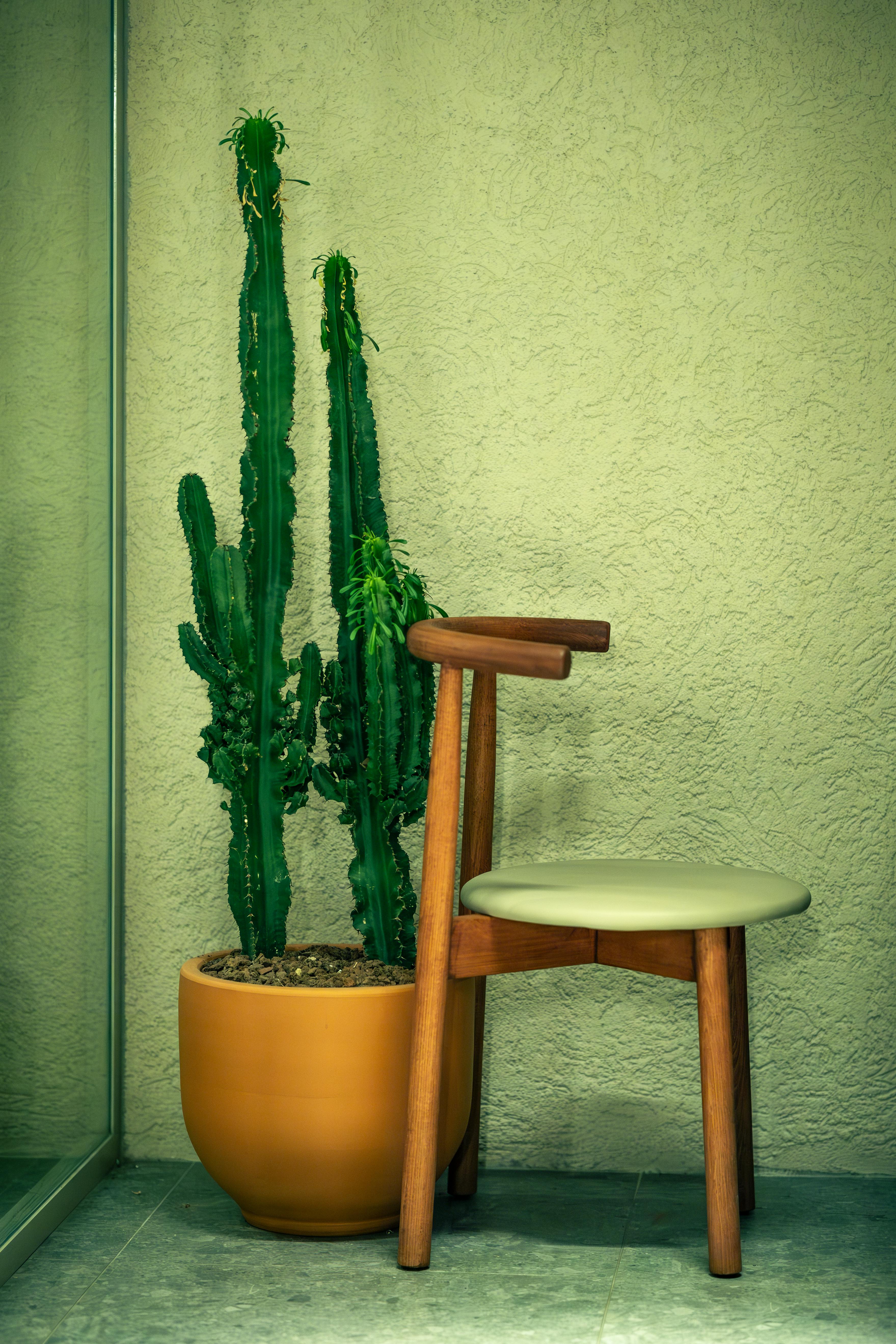 Green Cactus Plant on Table · Free Stock Photo