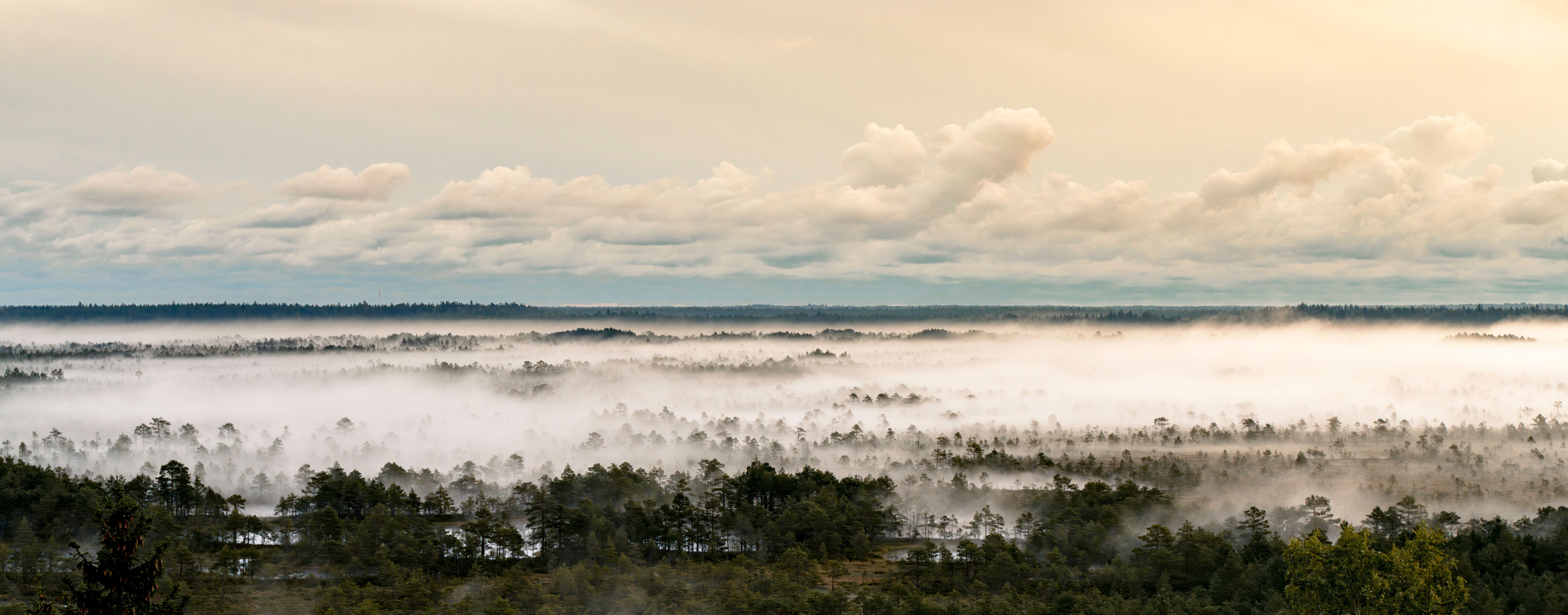 morning bog fog panorama · Free Stock Photo