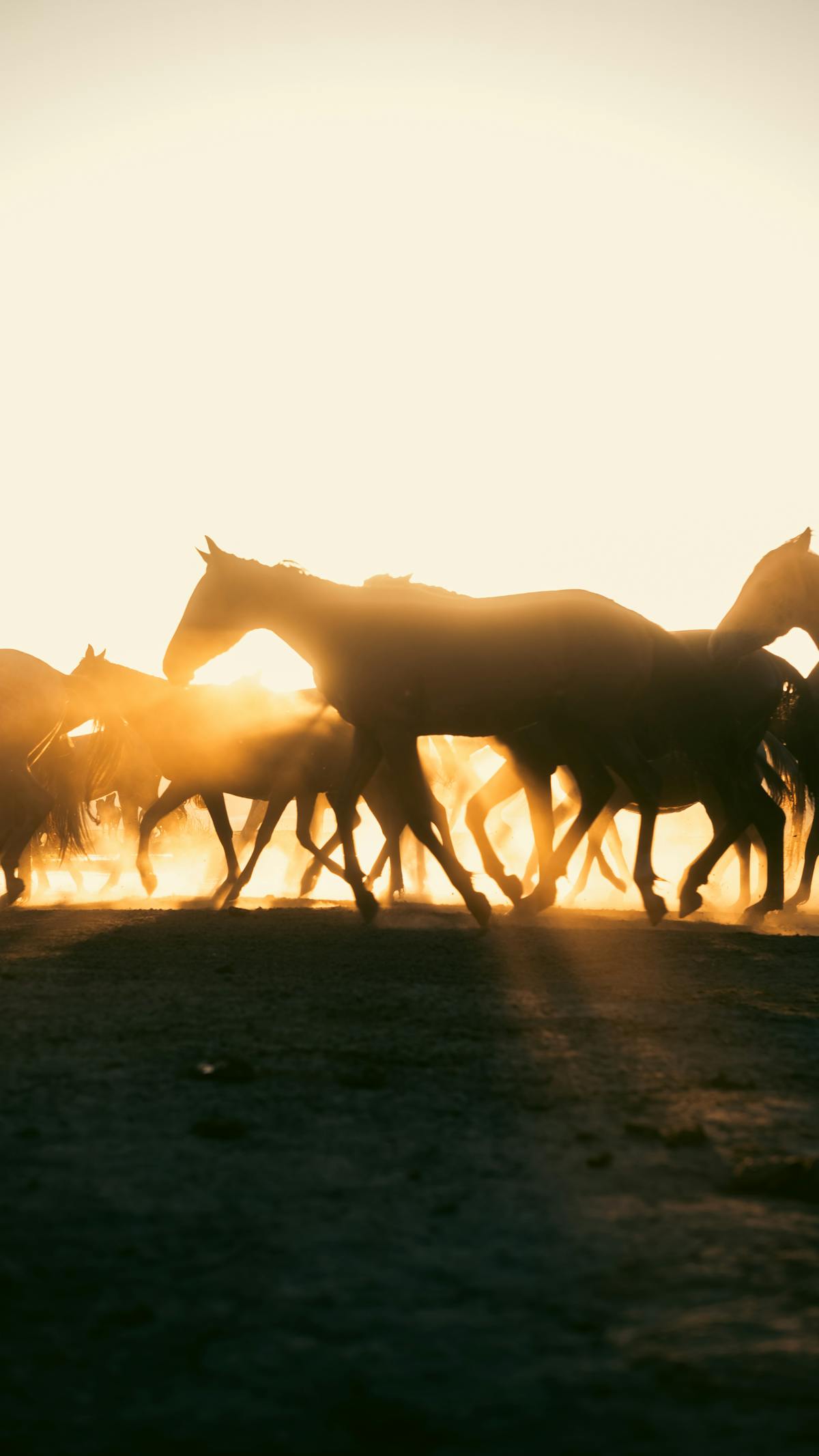 4k 7 Horses Running Photos, Download The BEST Free 4k 7 Horses Running ...