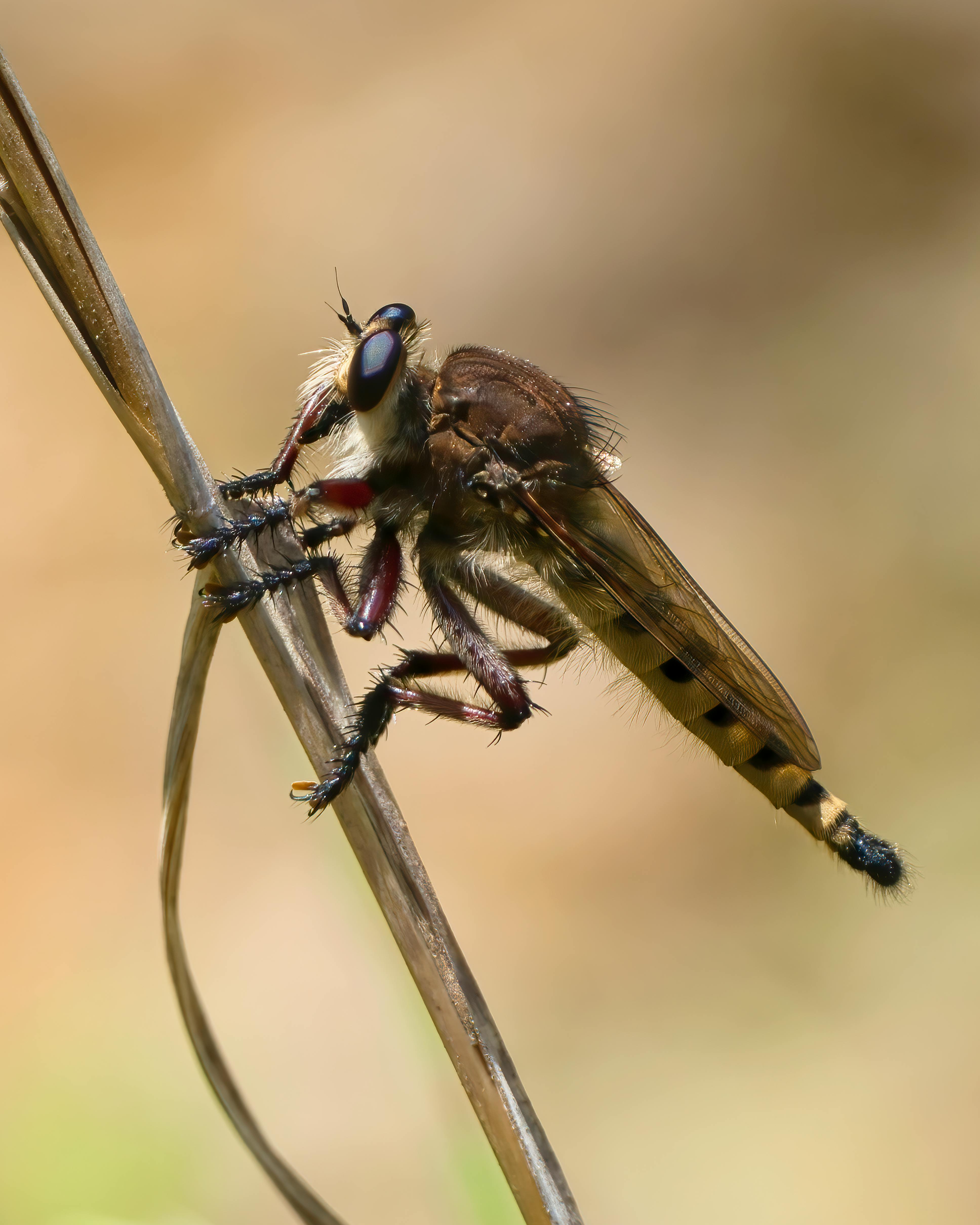 Robber Fly · Free Stock Photo