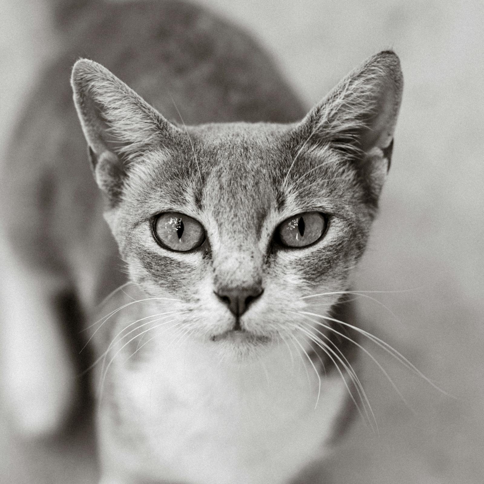 Cat Images Photos, Download The BEST Free Cat Images Stock Photos & HD ...