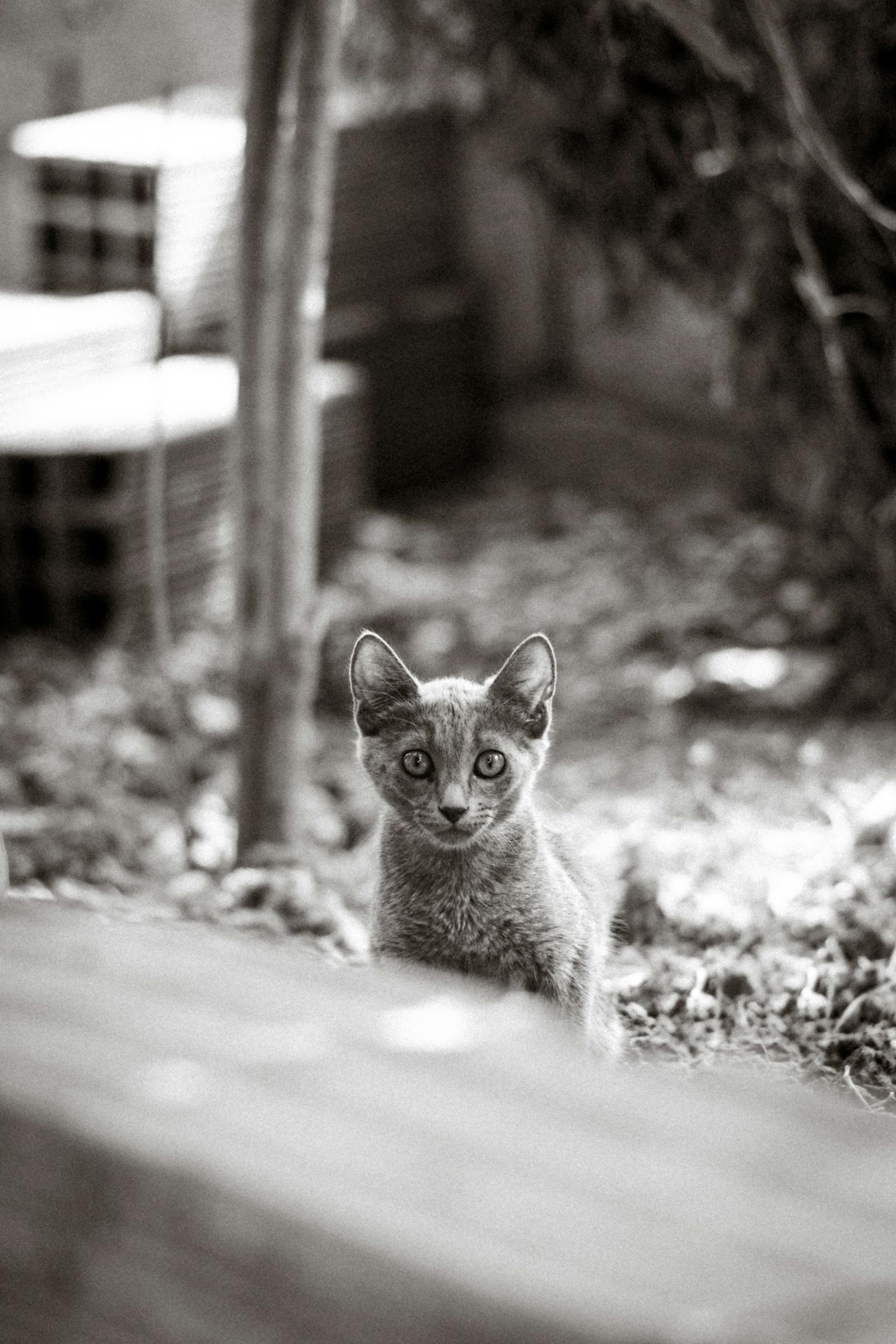 Baby Black Cat Photos, Download The BEST Free Baby Black Cat Stock ...