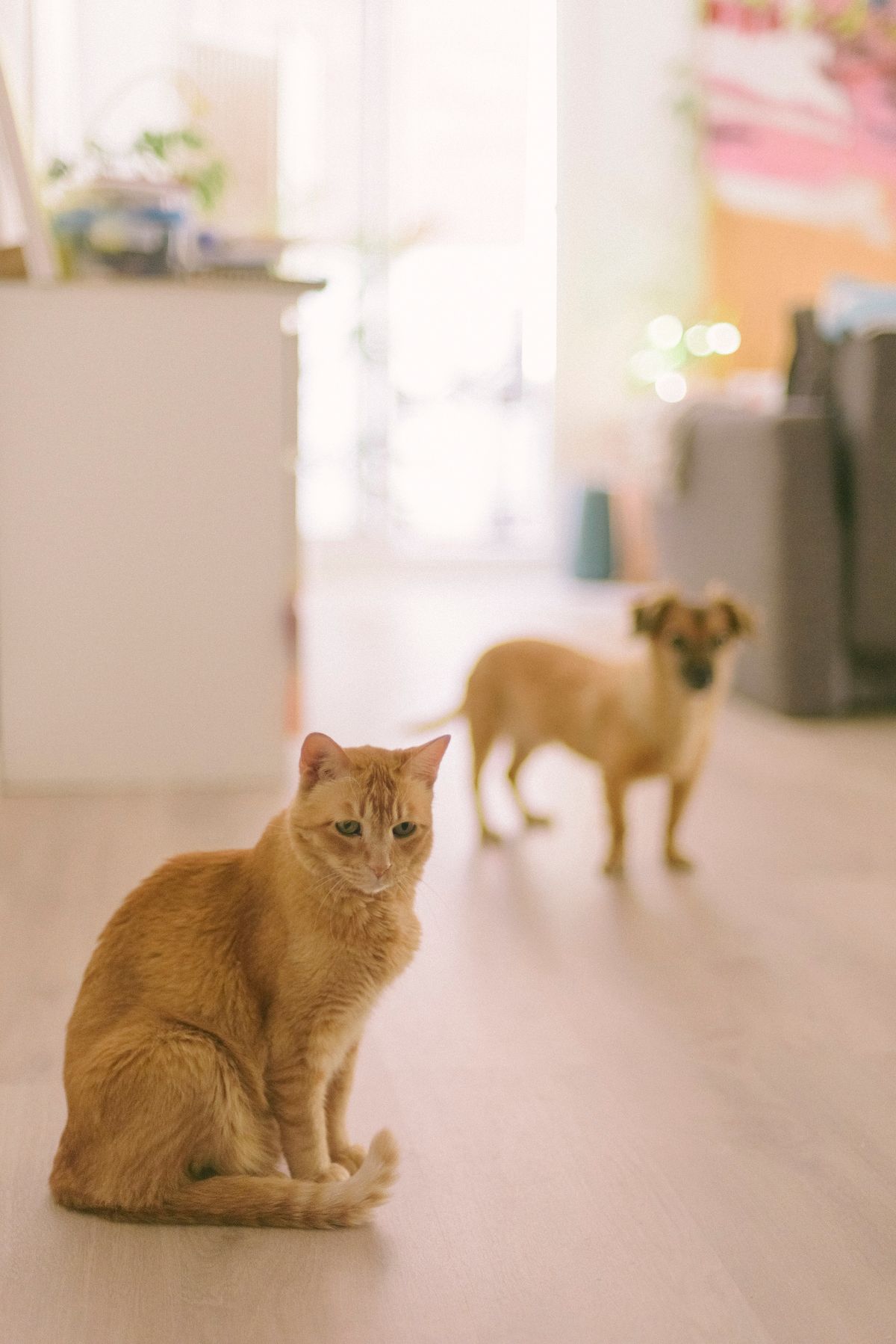 Cat And Dog House Photos, Download The BEST Free Cat And Dog House ...