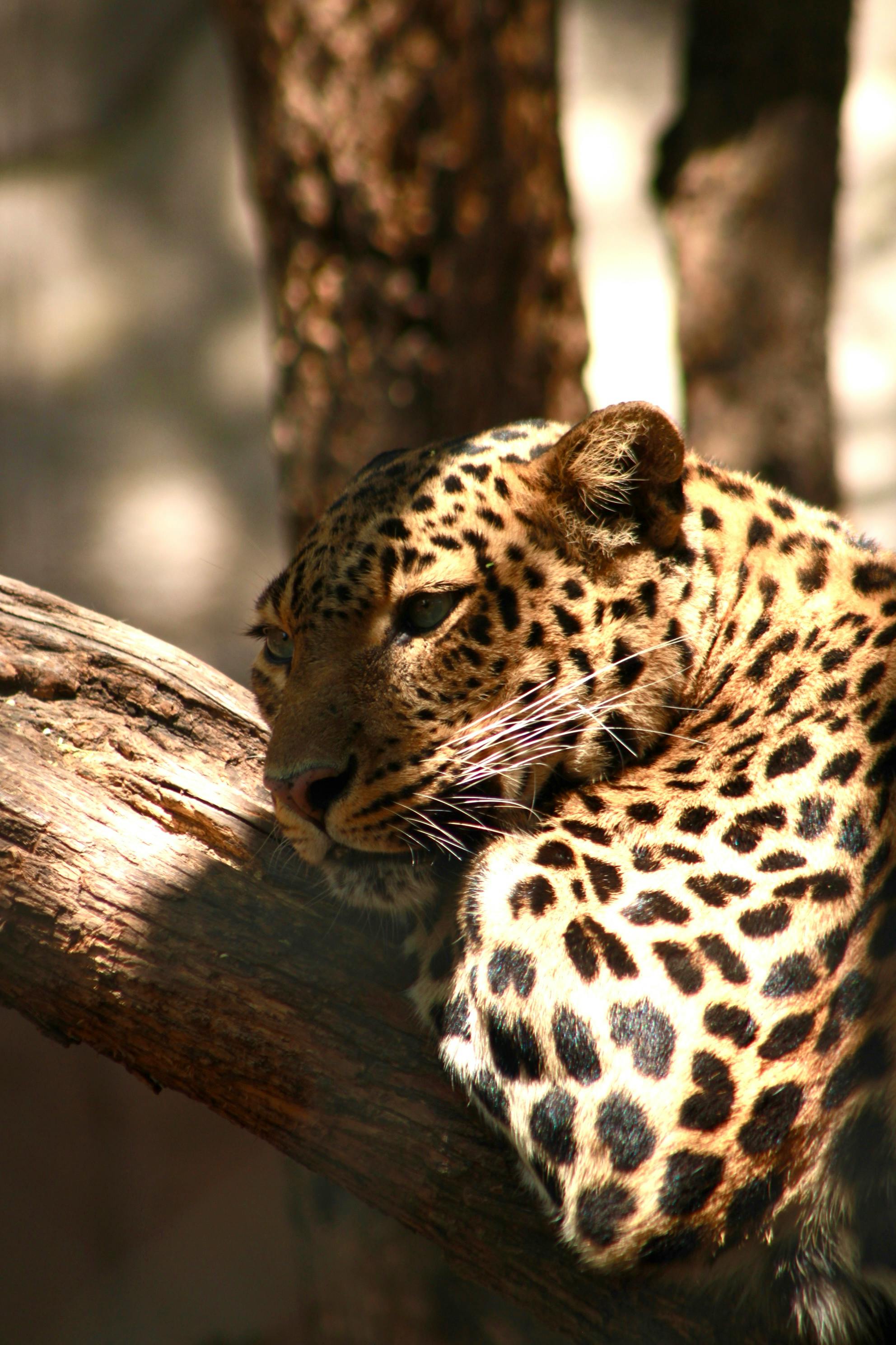 Leopard on Brown Log · Free Stock Photo