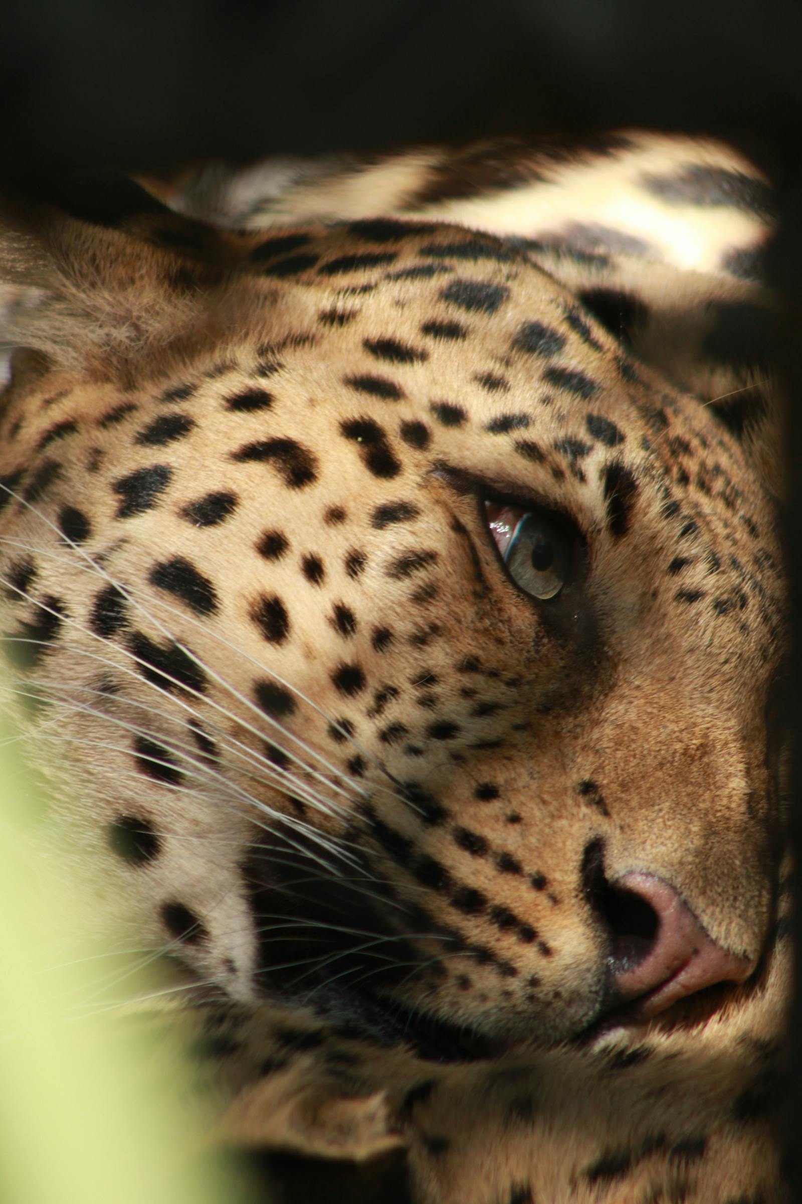 Leopard Face Photos, Download The BEST Free Leopard Face Stock Photos ...