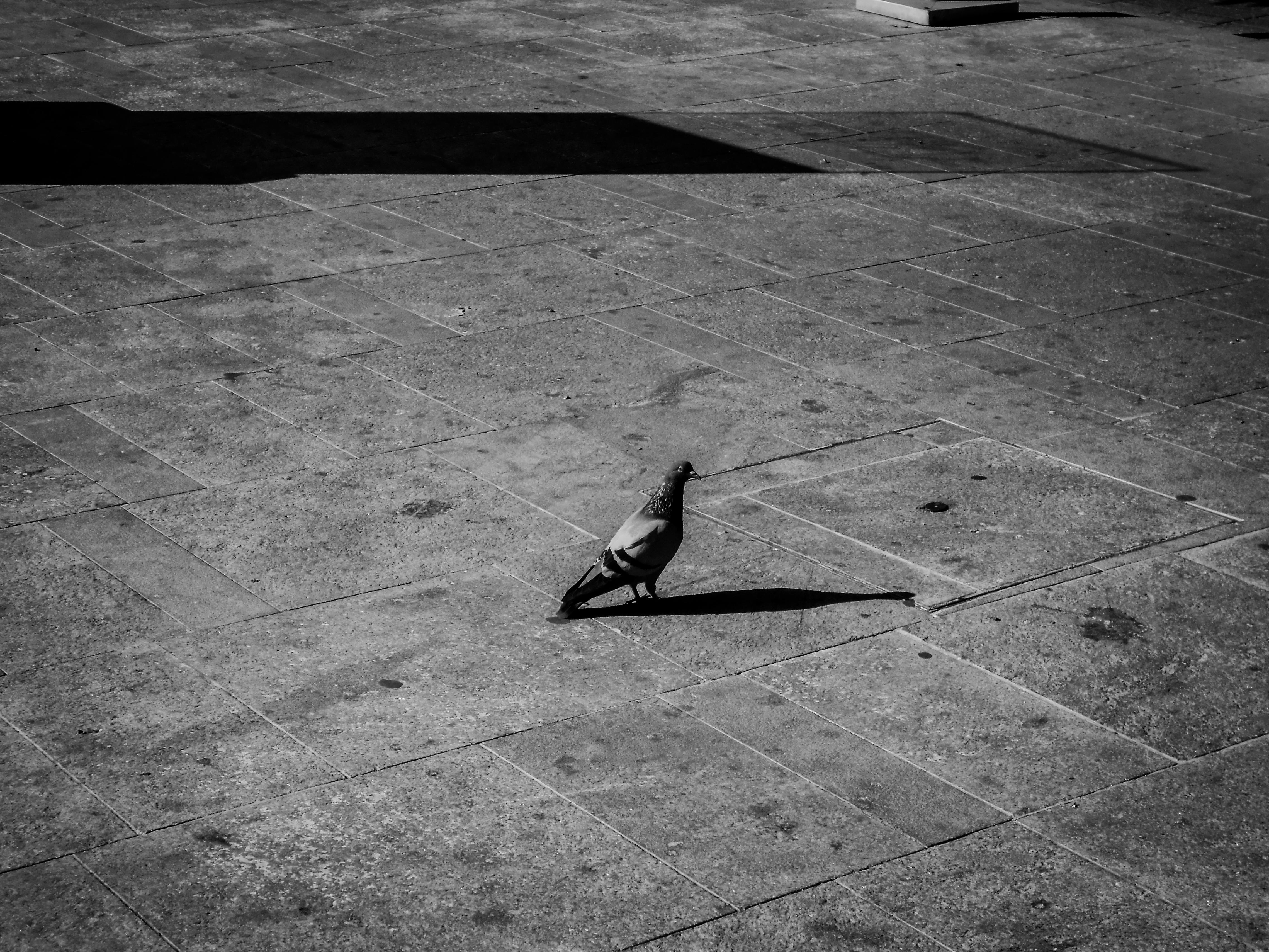 street life in rabat · Free Stock Photo