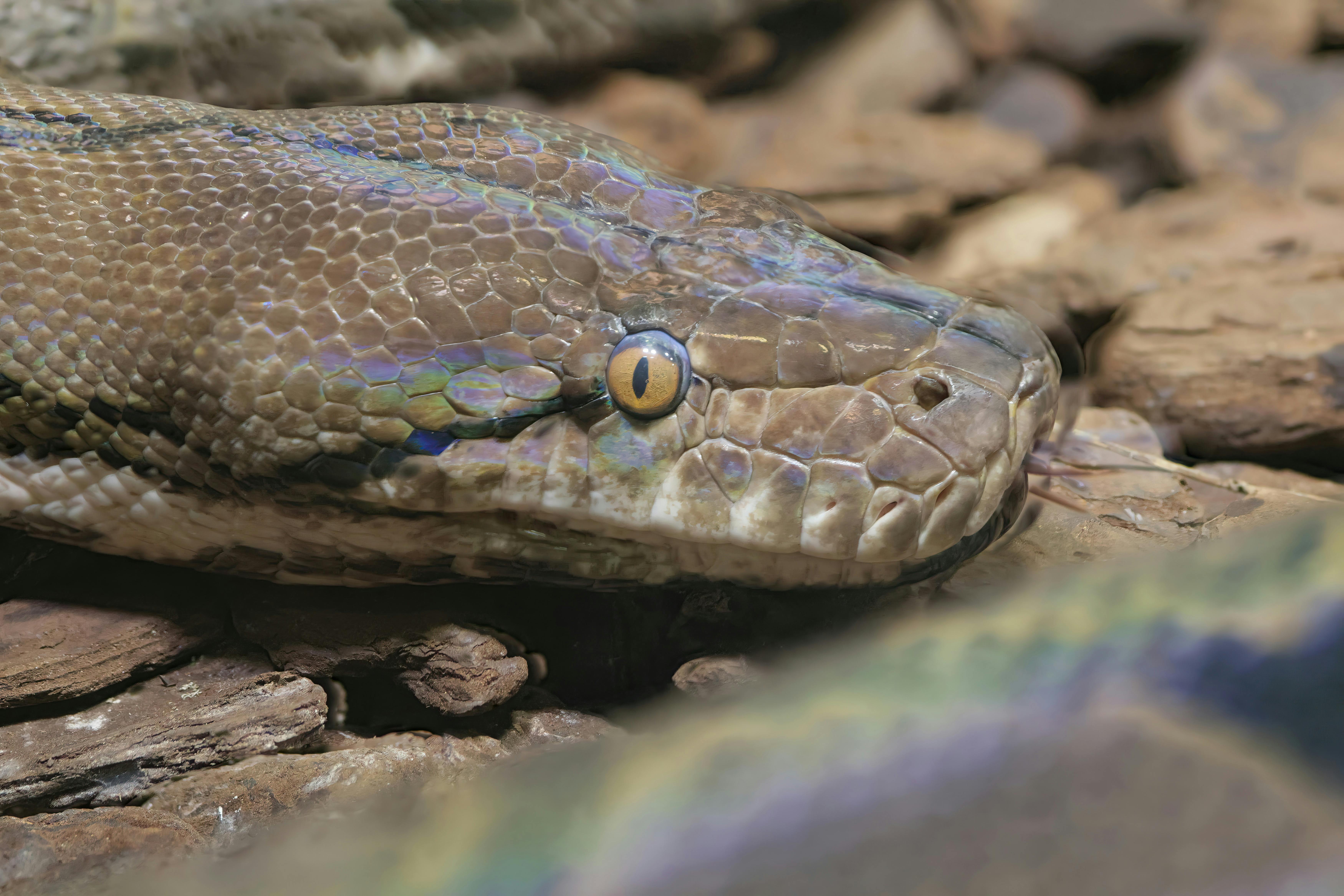 Pseudechis Colletti: Friendly Snake Facts and Habitat Guide