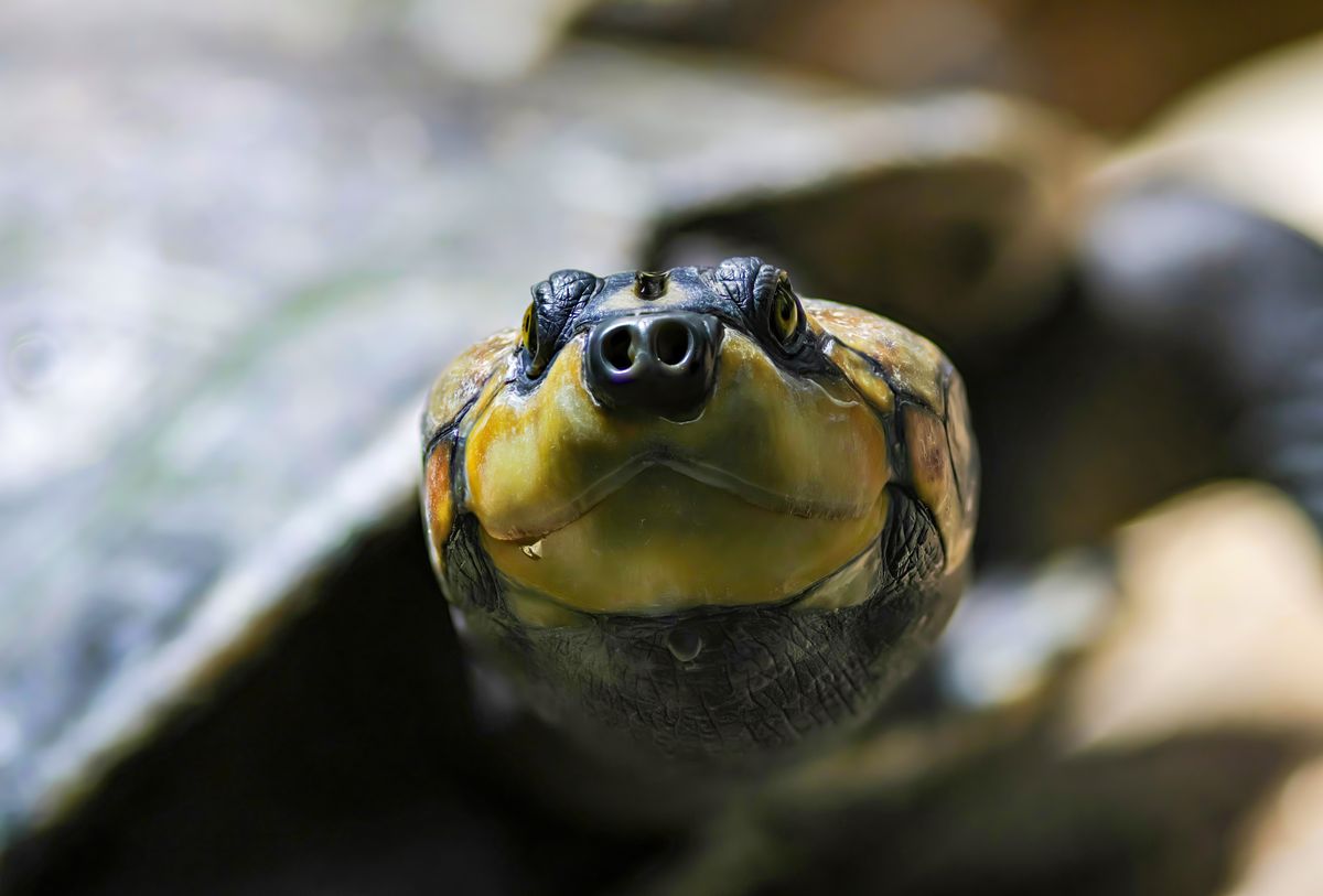 Turtle Face Photos, Download The BEST Free Turtle Face Stock Photos ...