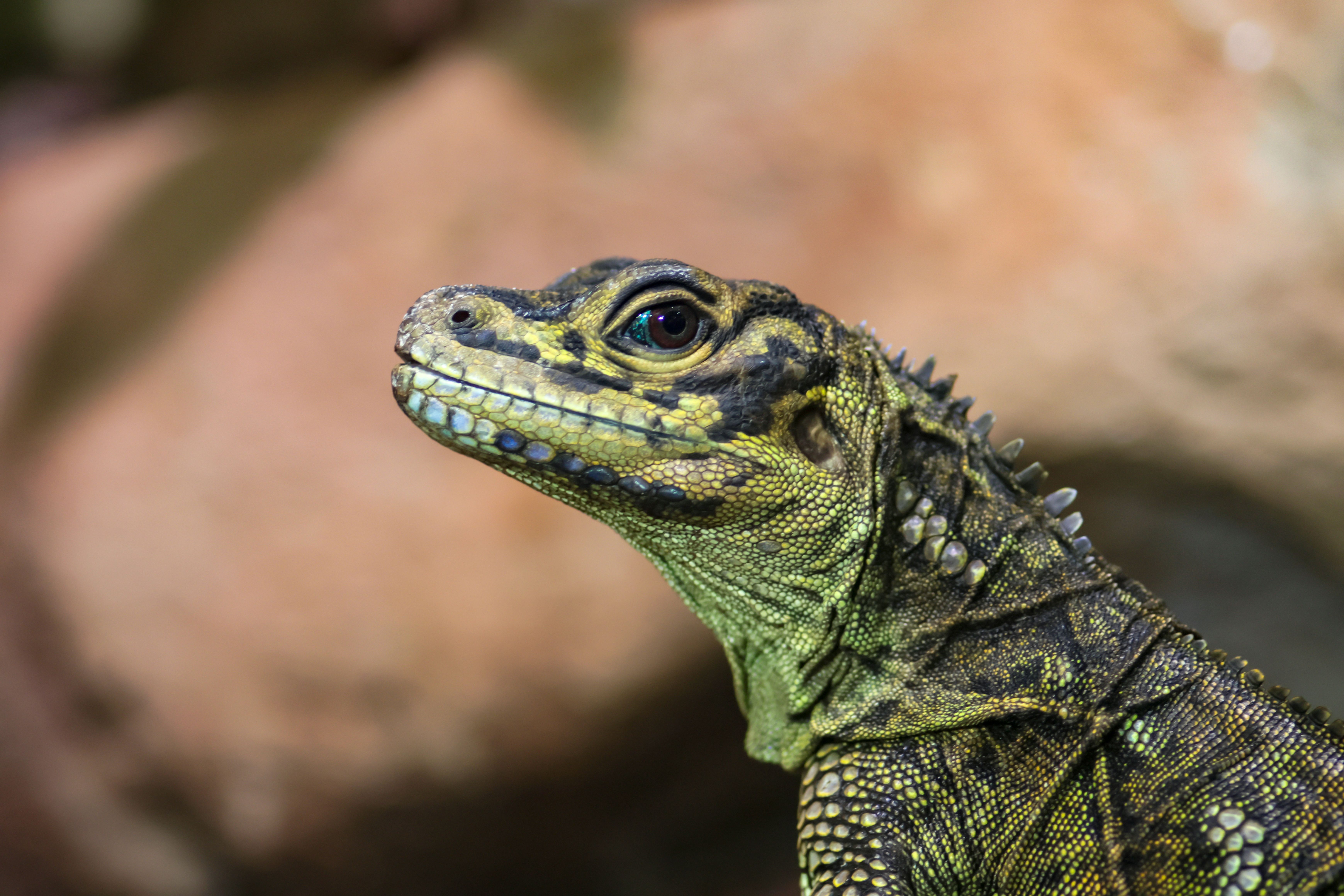 A close up of a lizard with green and yellow eyes · Free Stock Photo