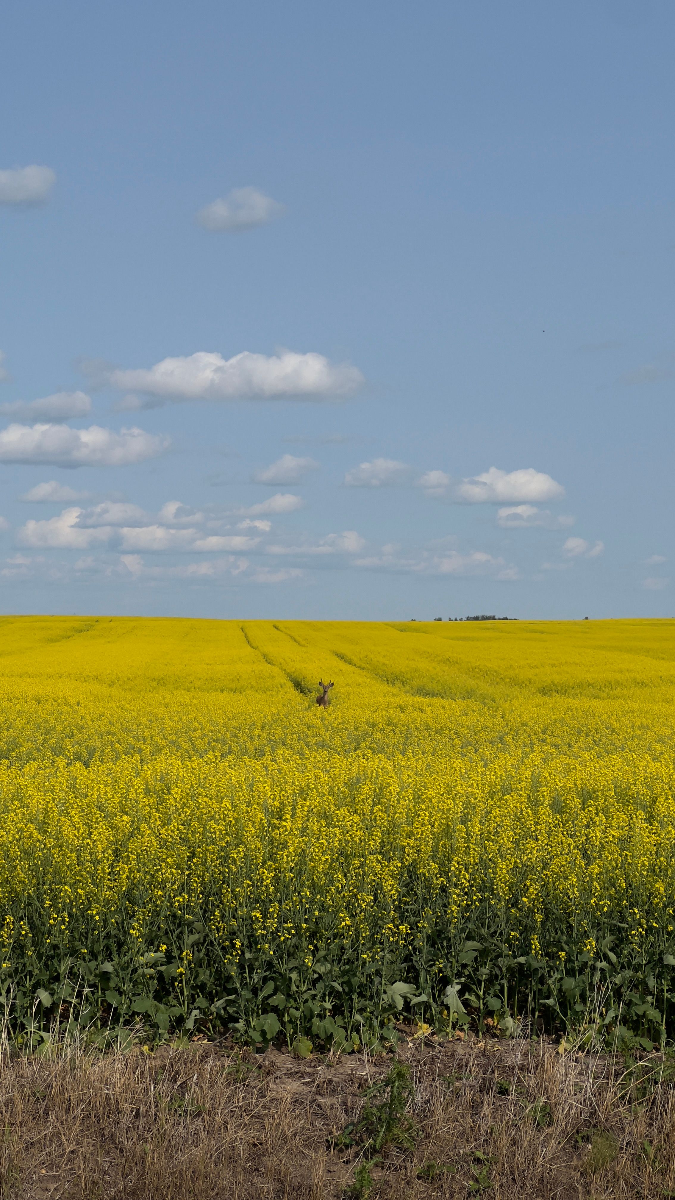 A lone cow stands in a field of yellow canola · Free Stock Photo
