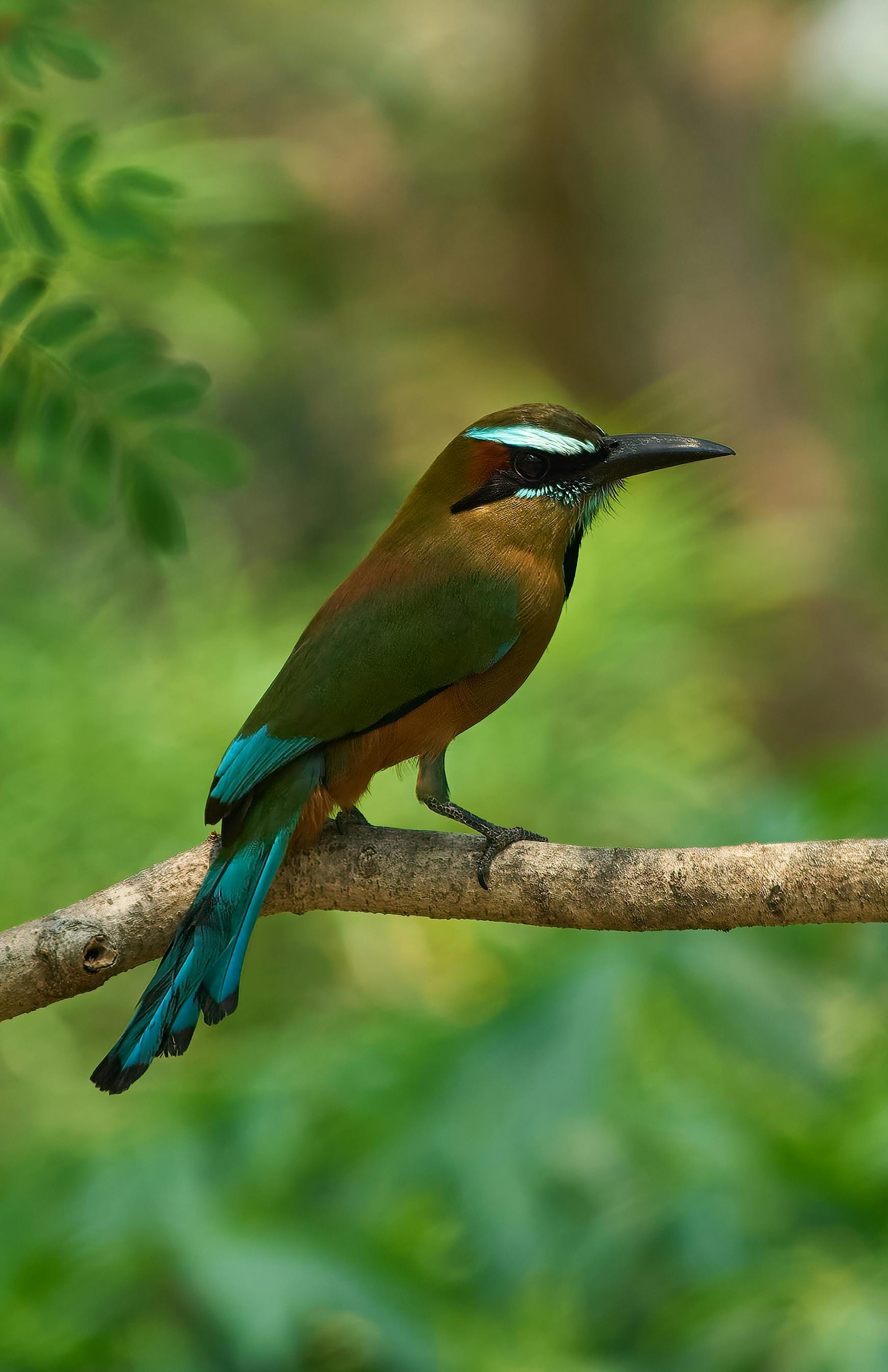 6+ Fotos y Imágenes de Verti Gratis · Banco de Fotos Gratis