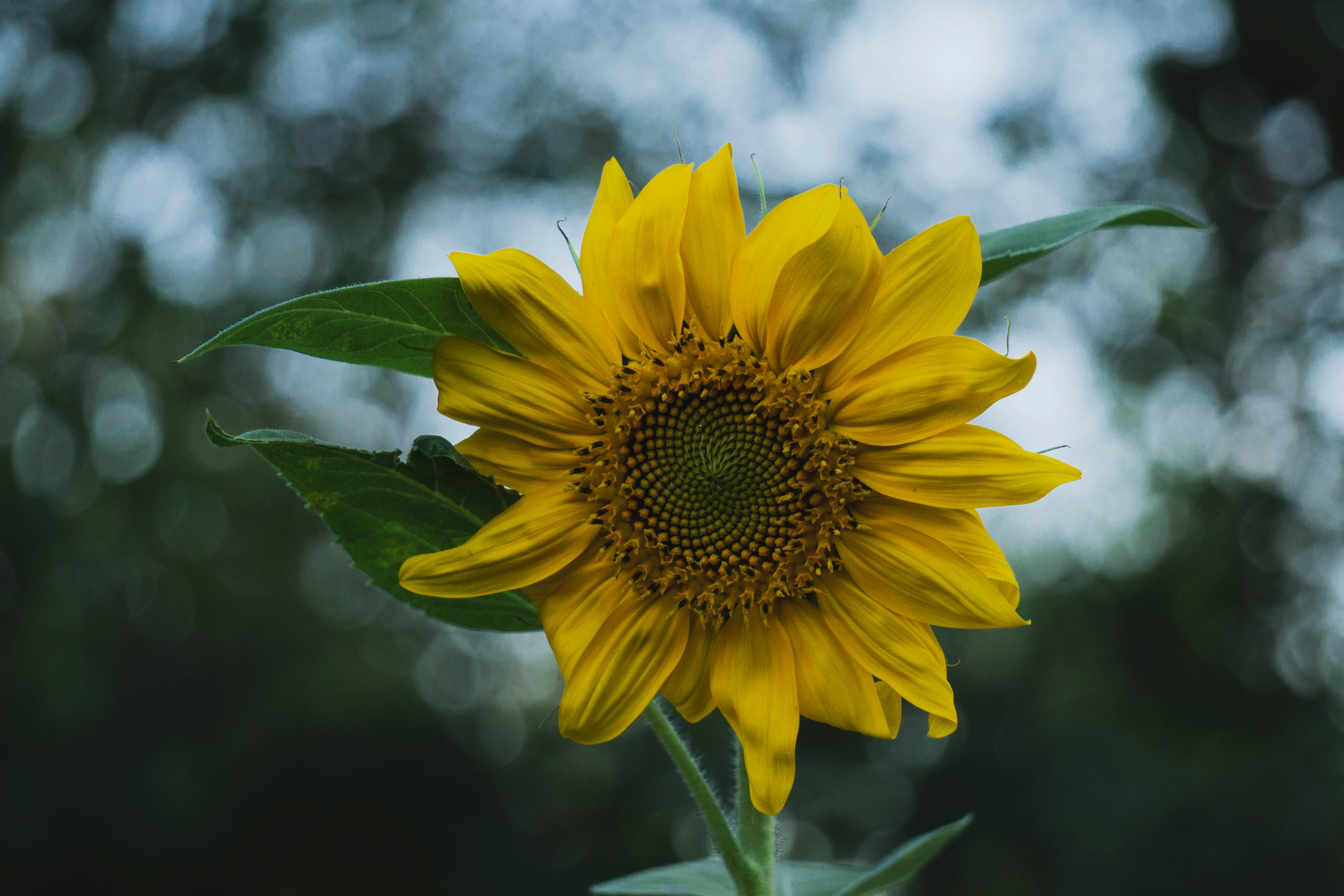 Sunflower Photography · Free Stock Photo