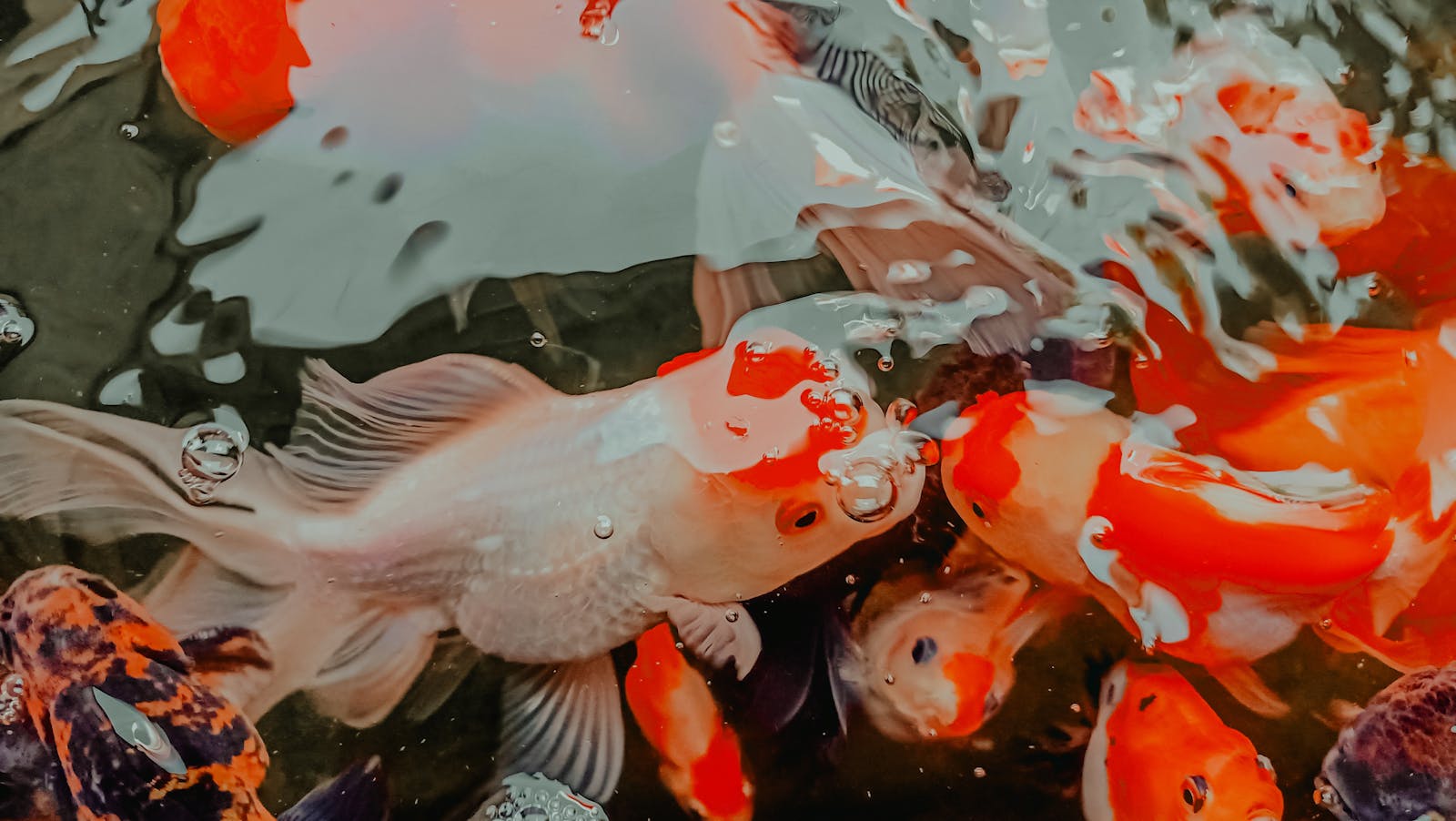 Koi Fish Wallpaper Photos, Download The BEST Free Koi Fish Wallpaper ...