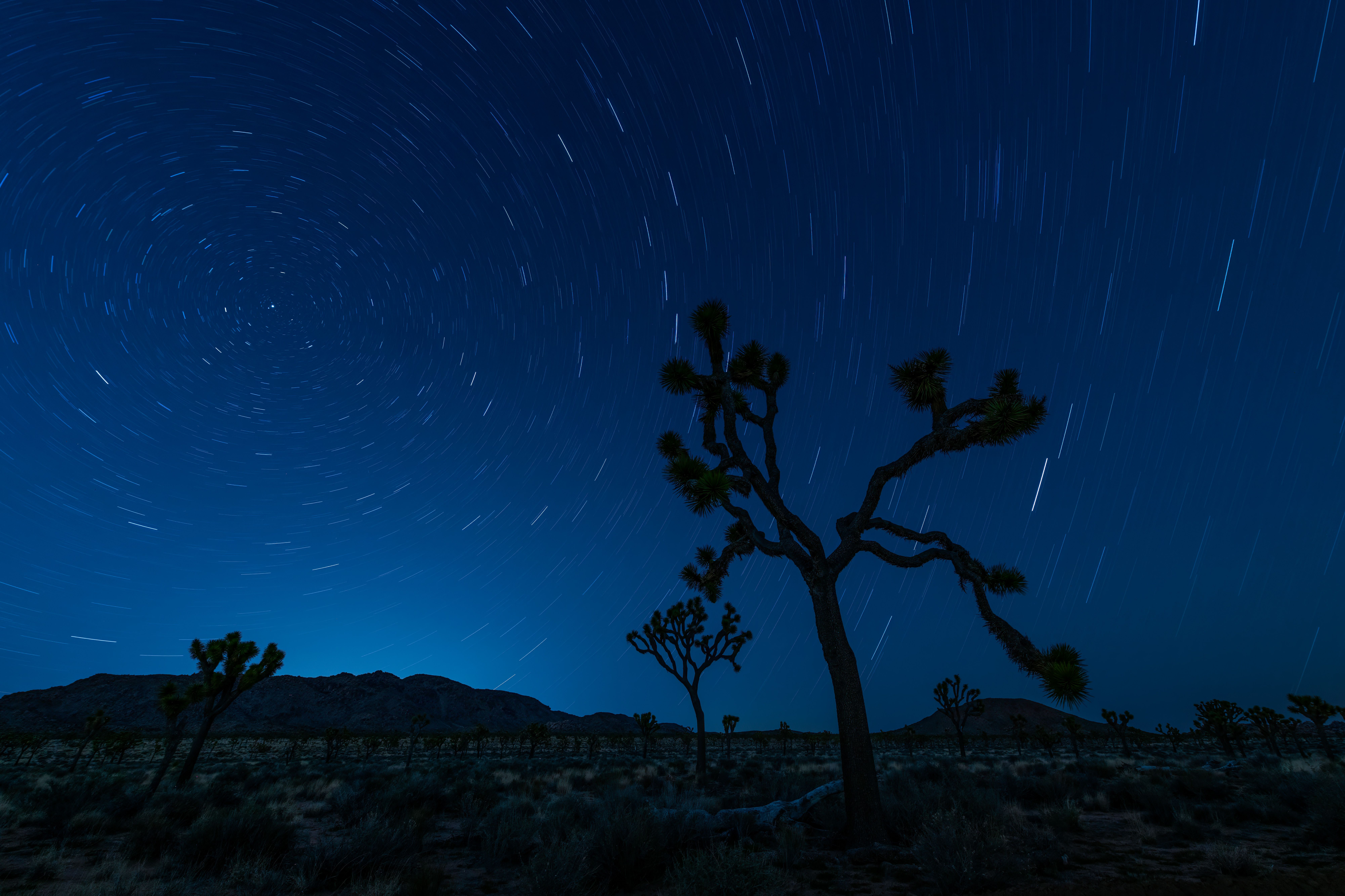 Star Trails, Joshua Tree National Park · Free Stock Photo