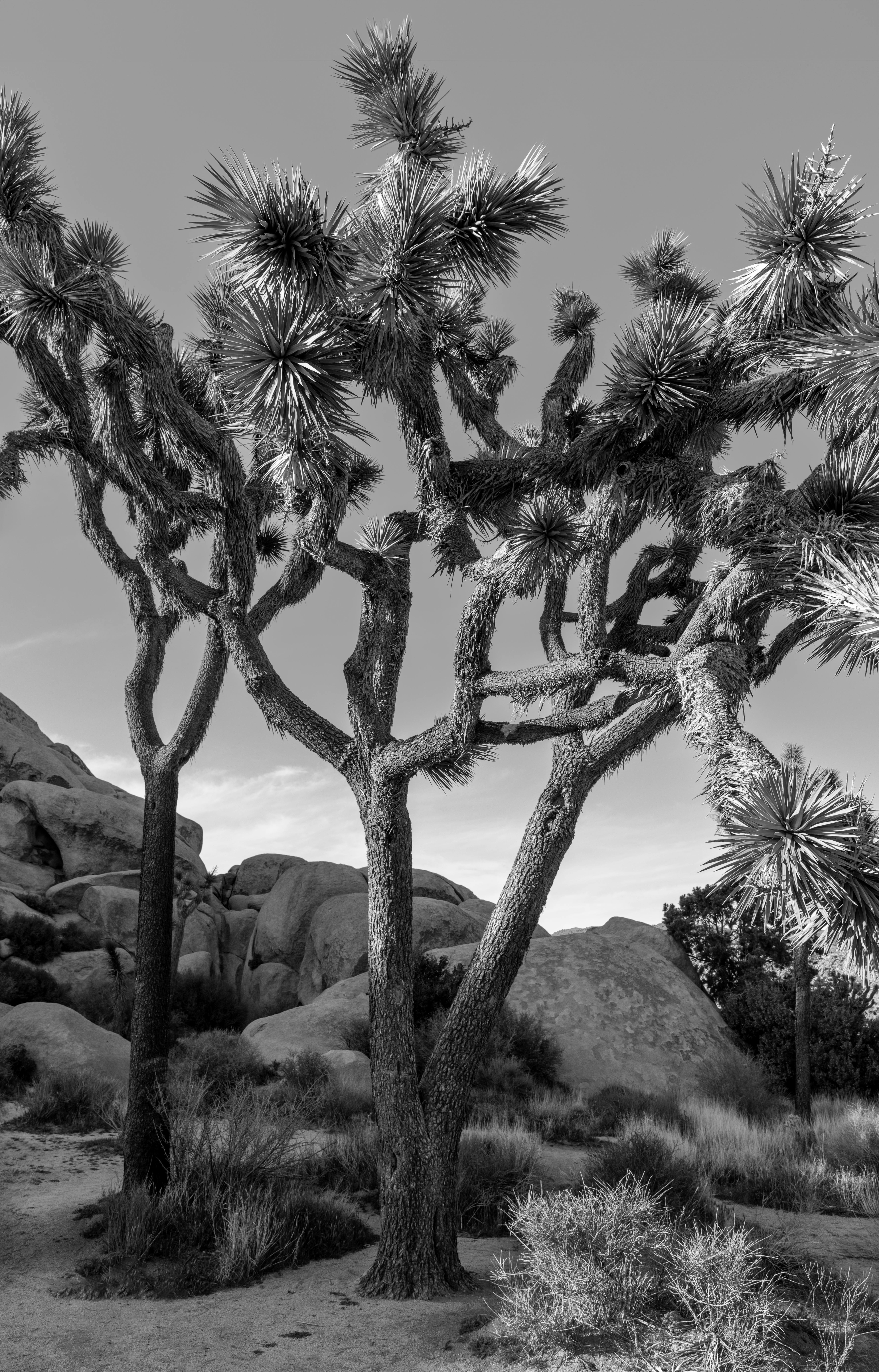 Robert Hacker - Photography