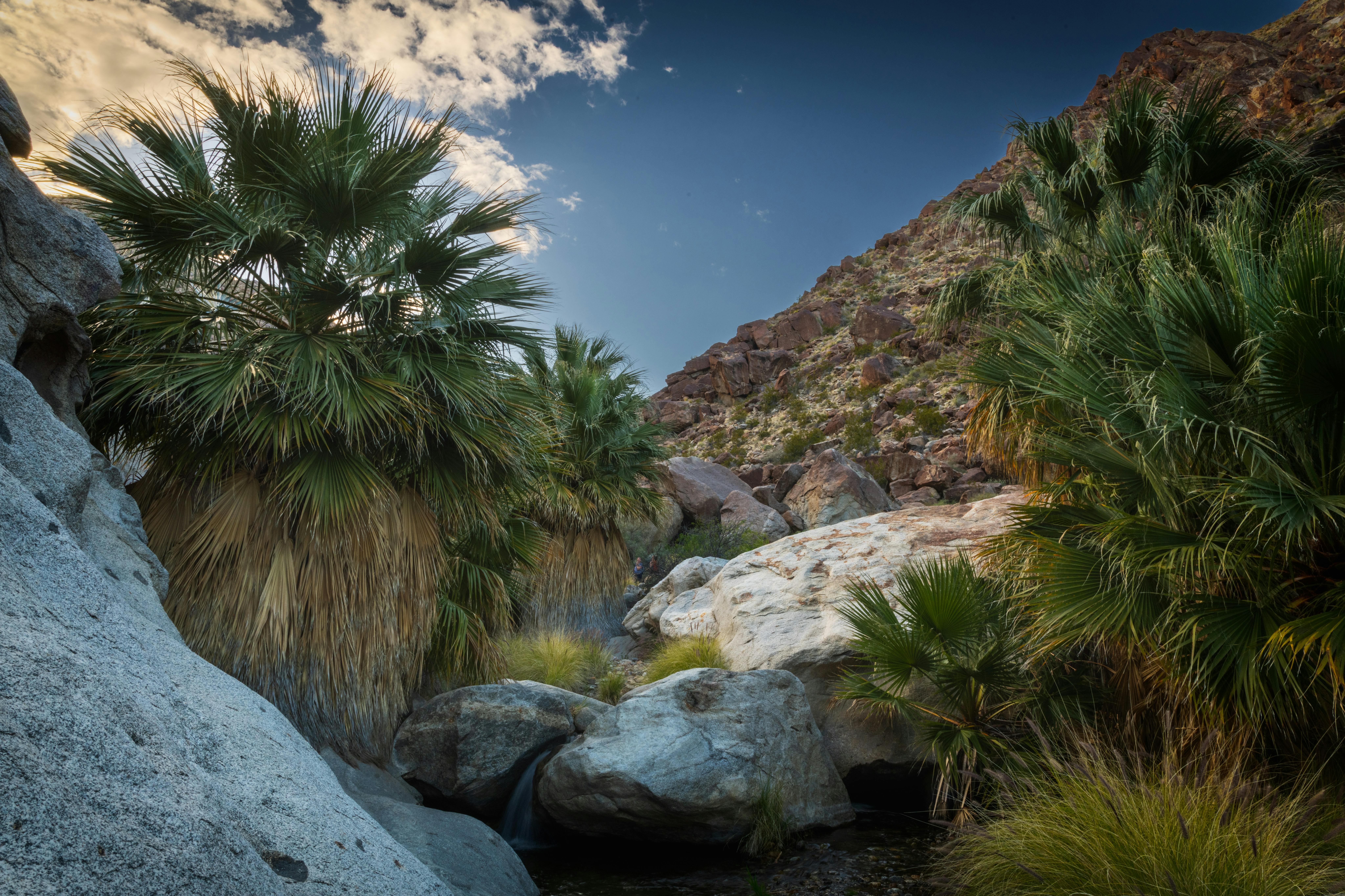 Desert Oasis · Free Stock Photo