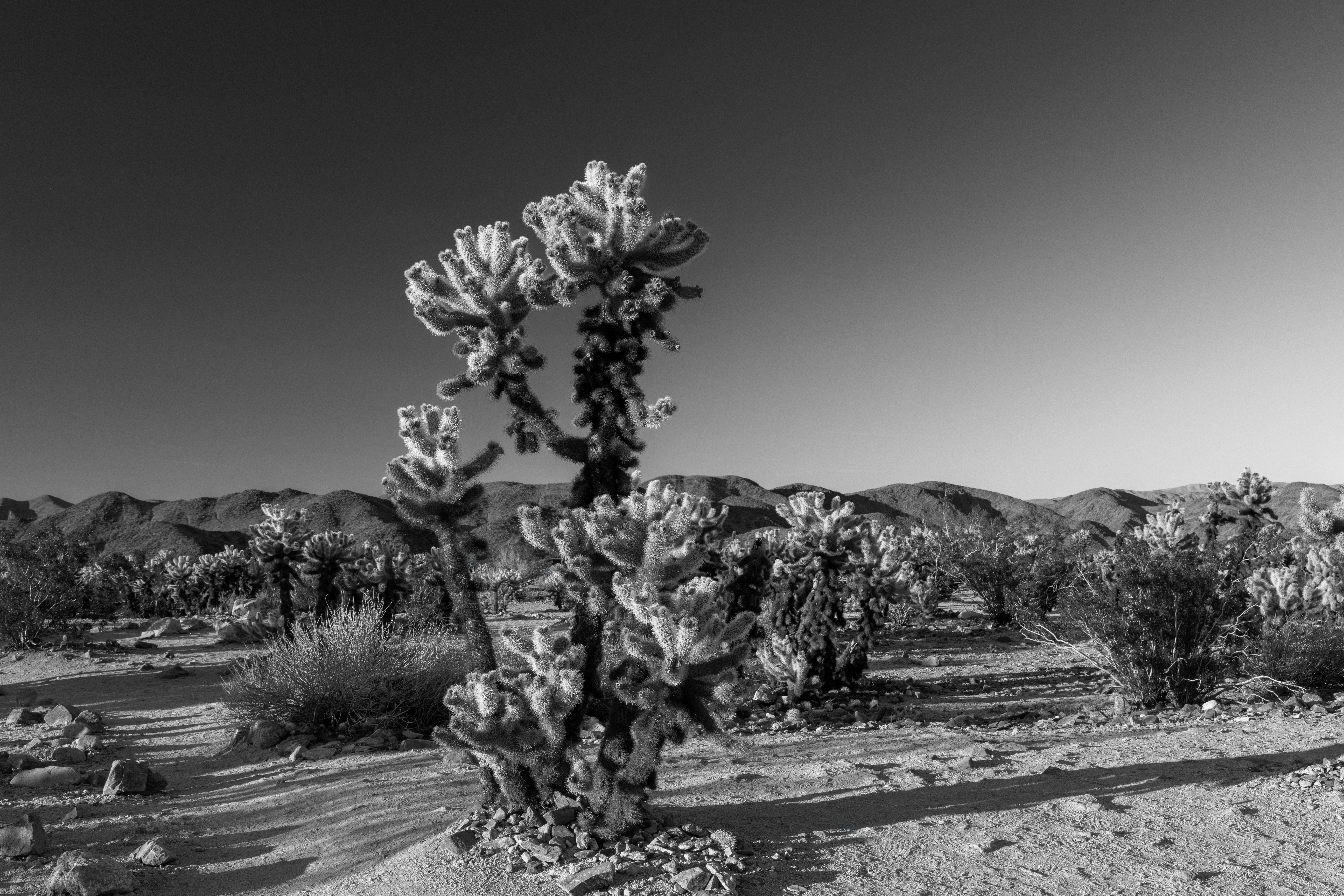 Chola Cactus Garden, Joshua Tree National Park · Free Stock Photo