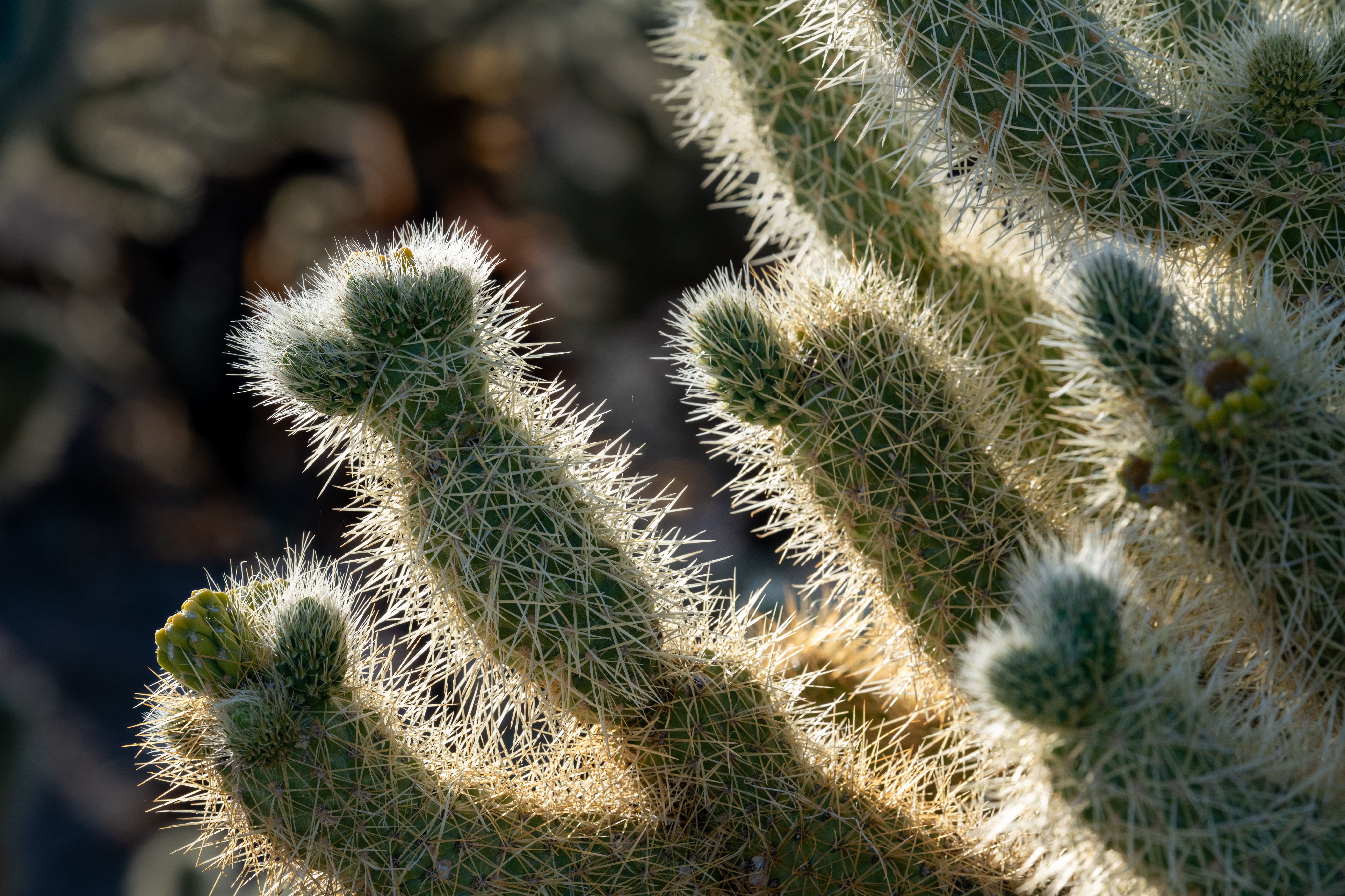 Chola Cactus Garden, Joshua Tree National Park · Free Stock Photo