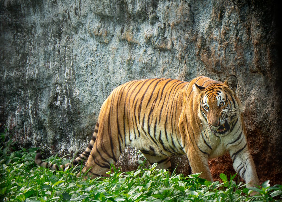 Royal Bengal Tiger Photos, Download The BEST Free Royal Bengal Tiger ...