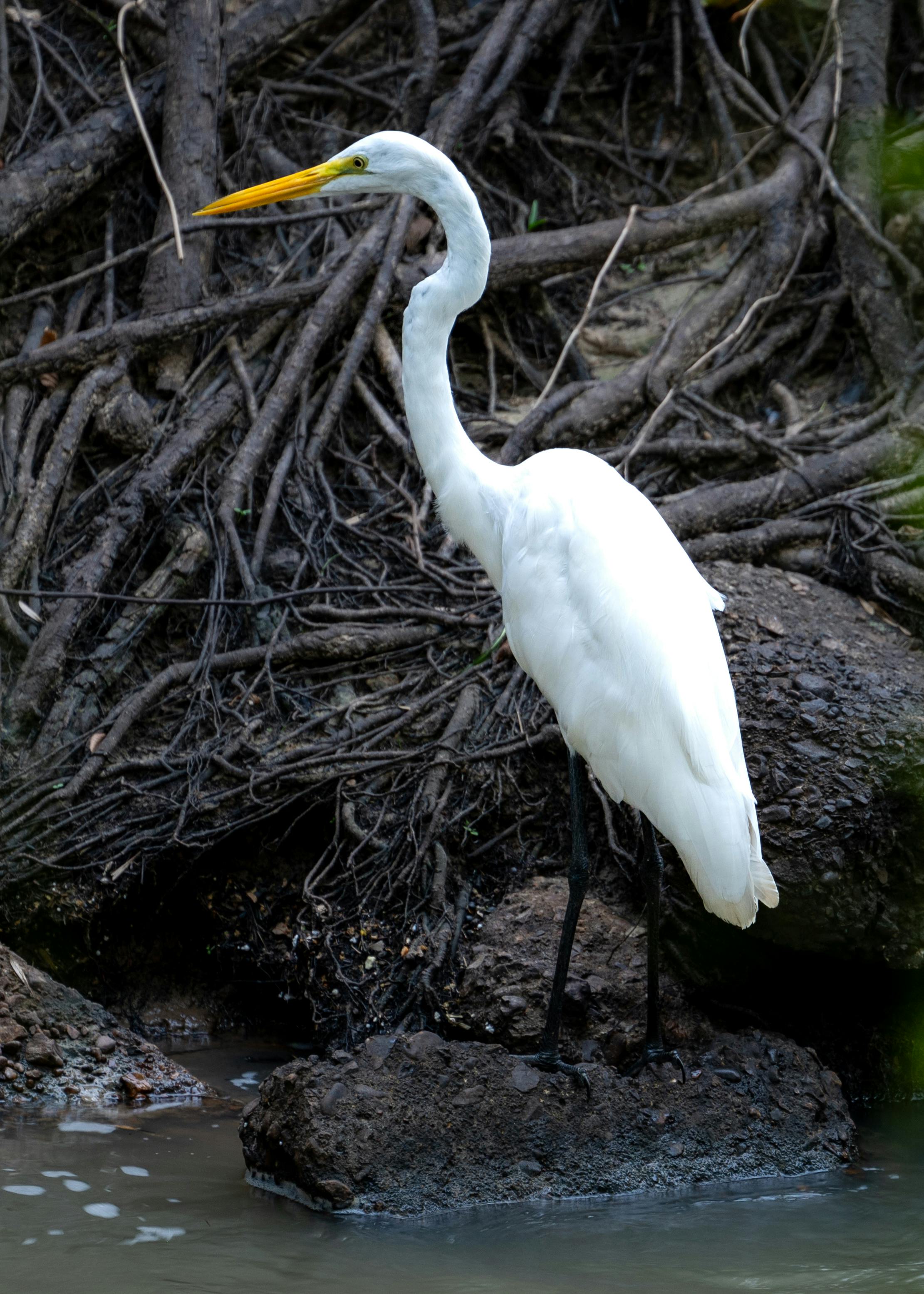 White Bird on Focus Photography · Free Stock Photo