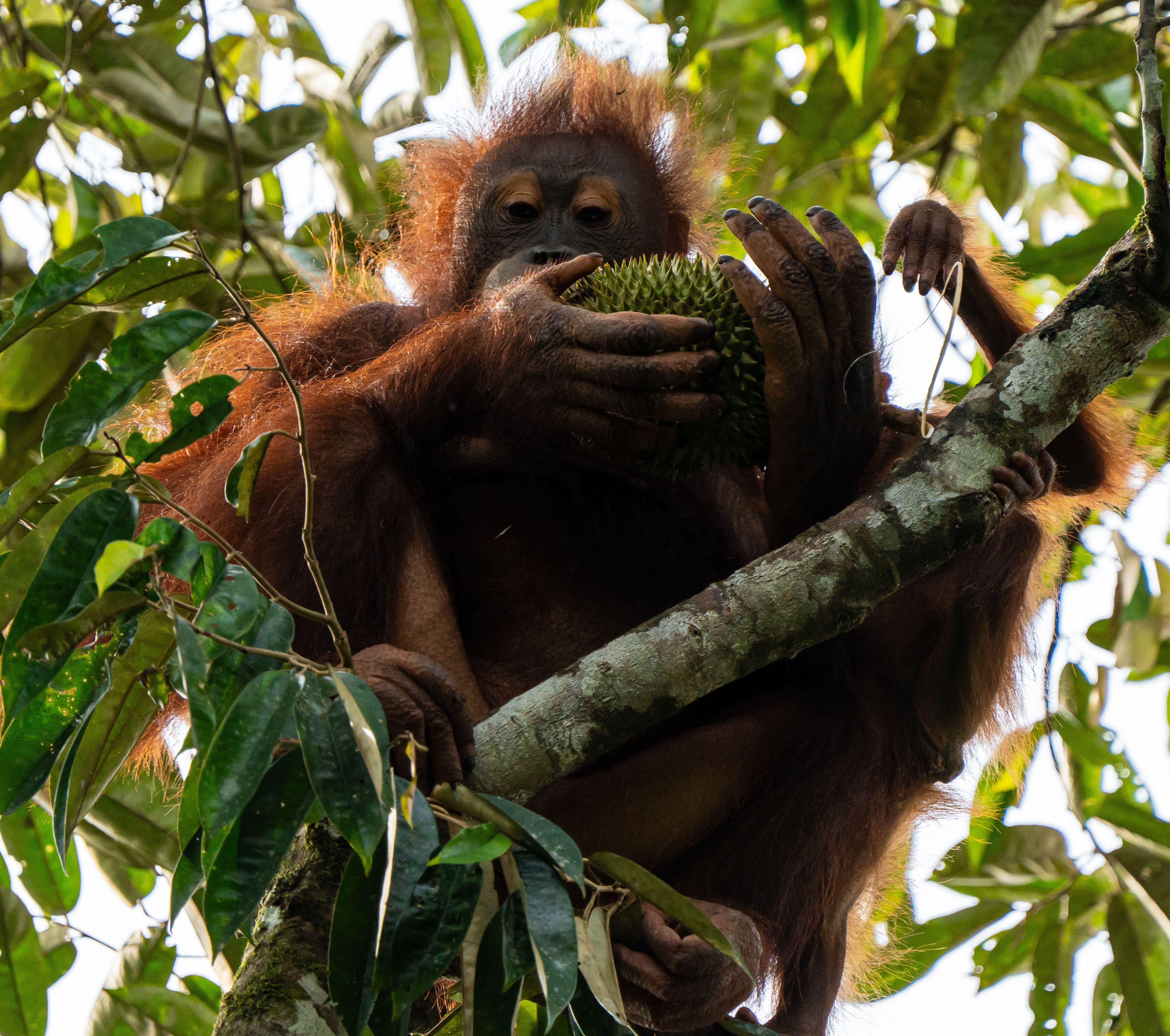 A large orangutan is eating a fruit in the tree · Free Stock Photo