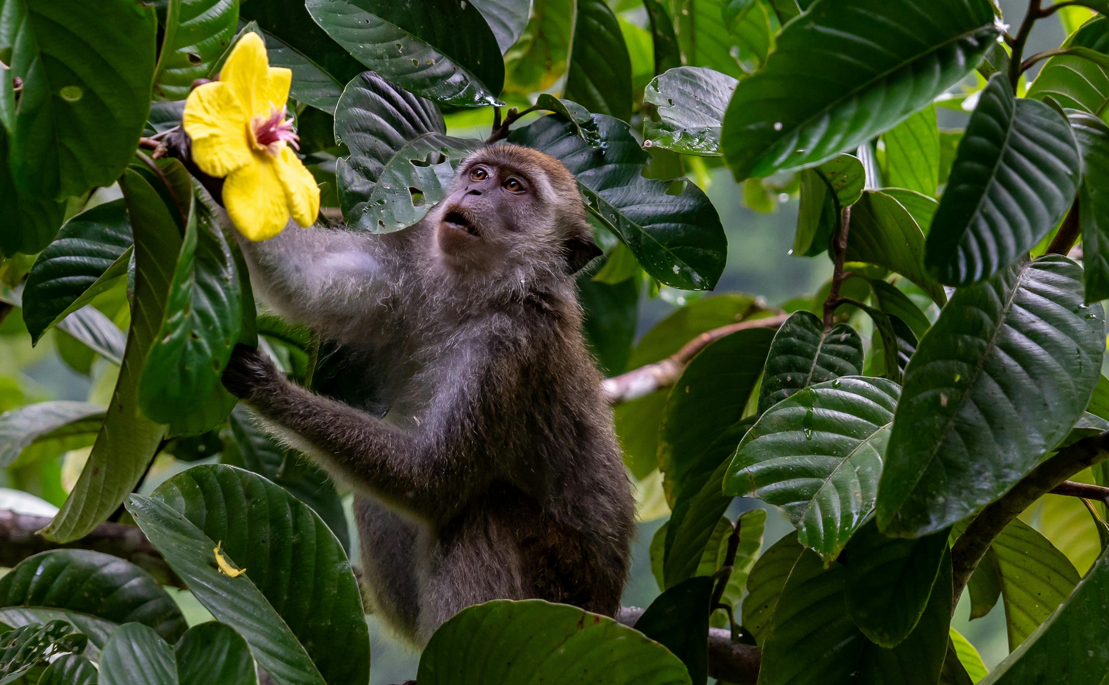 Shallow Focus Photography of Monkey on Tree · Free Stock Photo