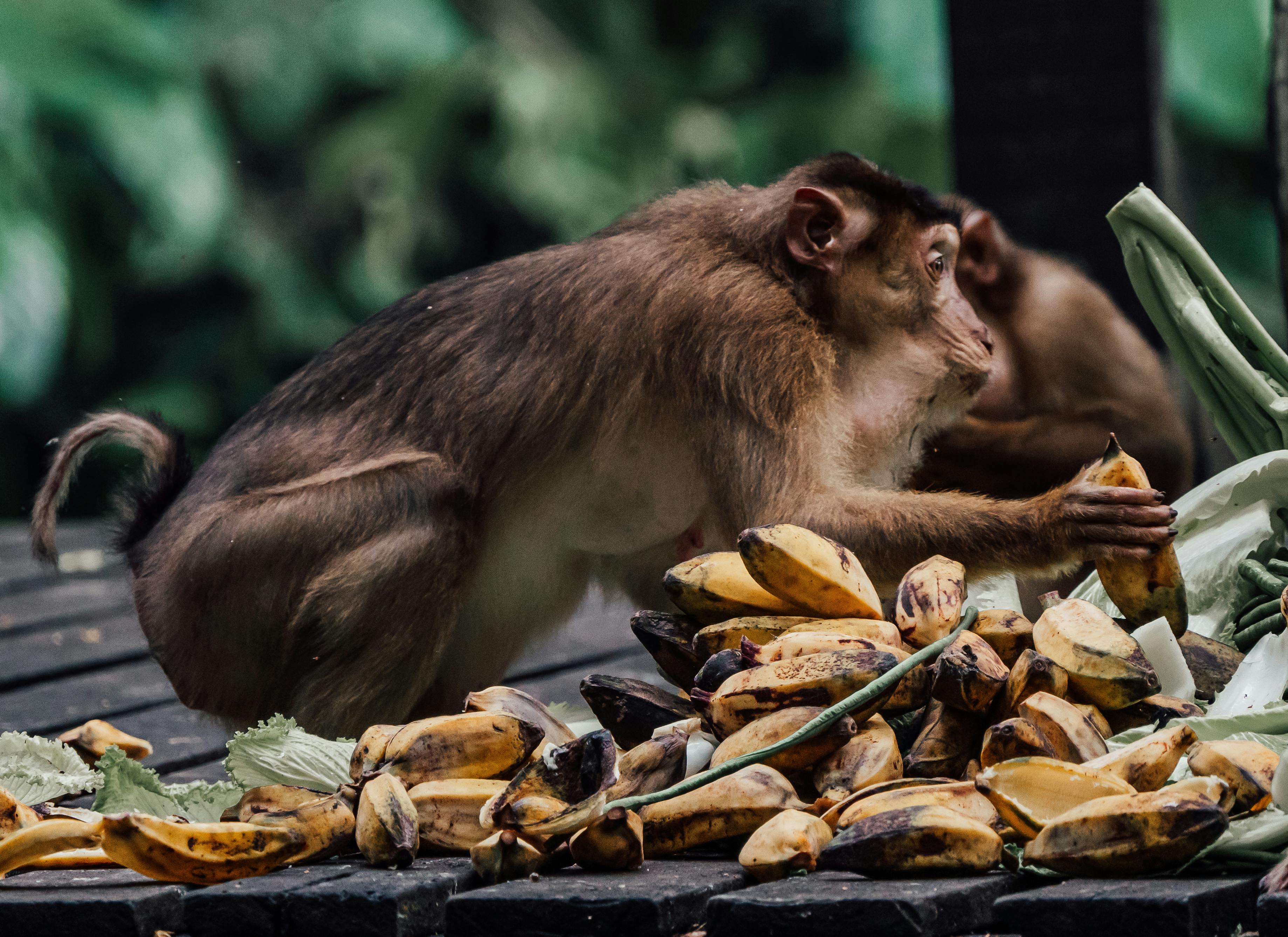 3 Monkeys on Brown Wooden Palette · Free Stock Photo