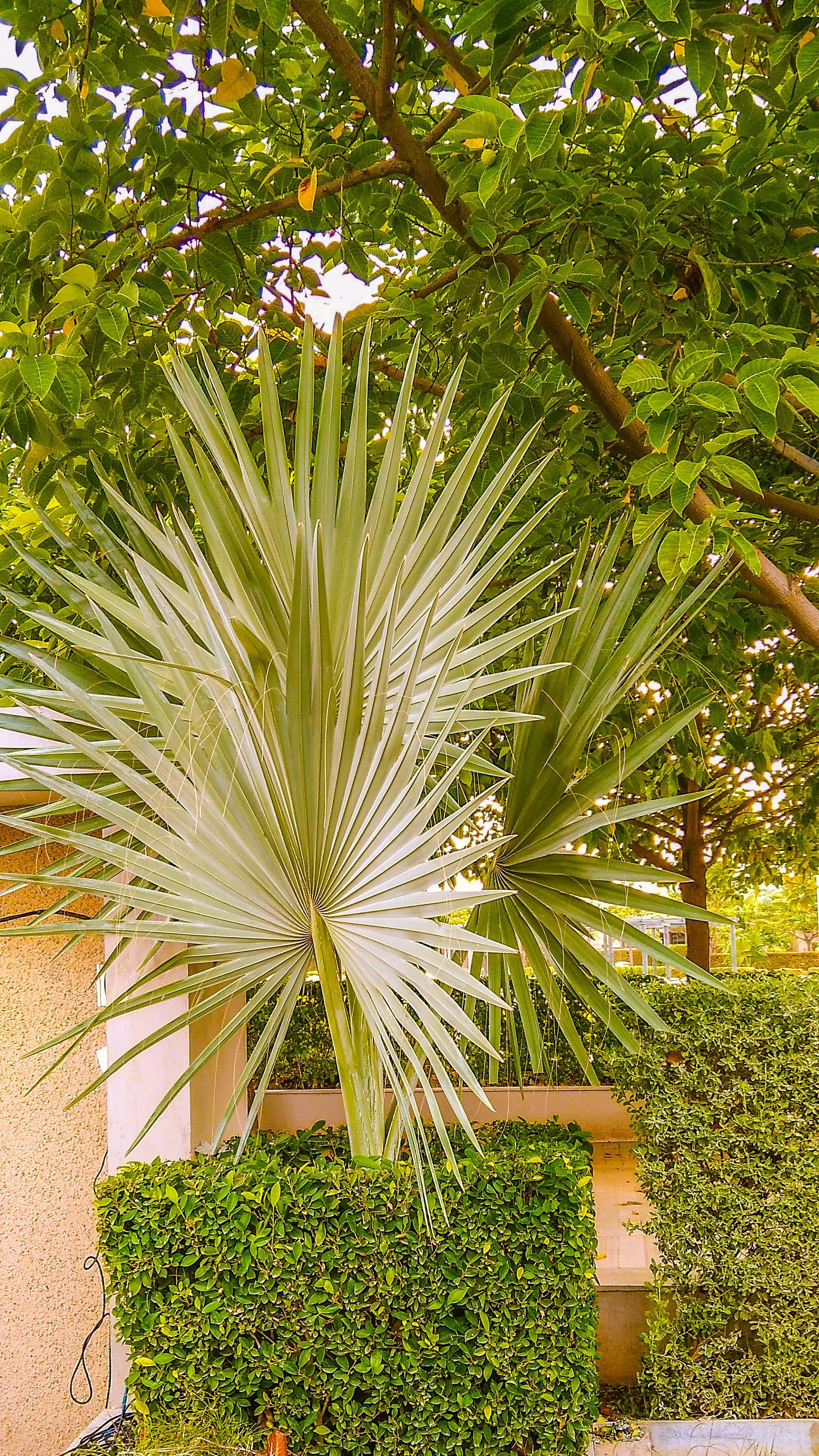 A palm tree in a garden with a bench · Free Stock Photo