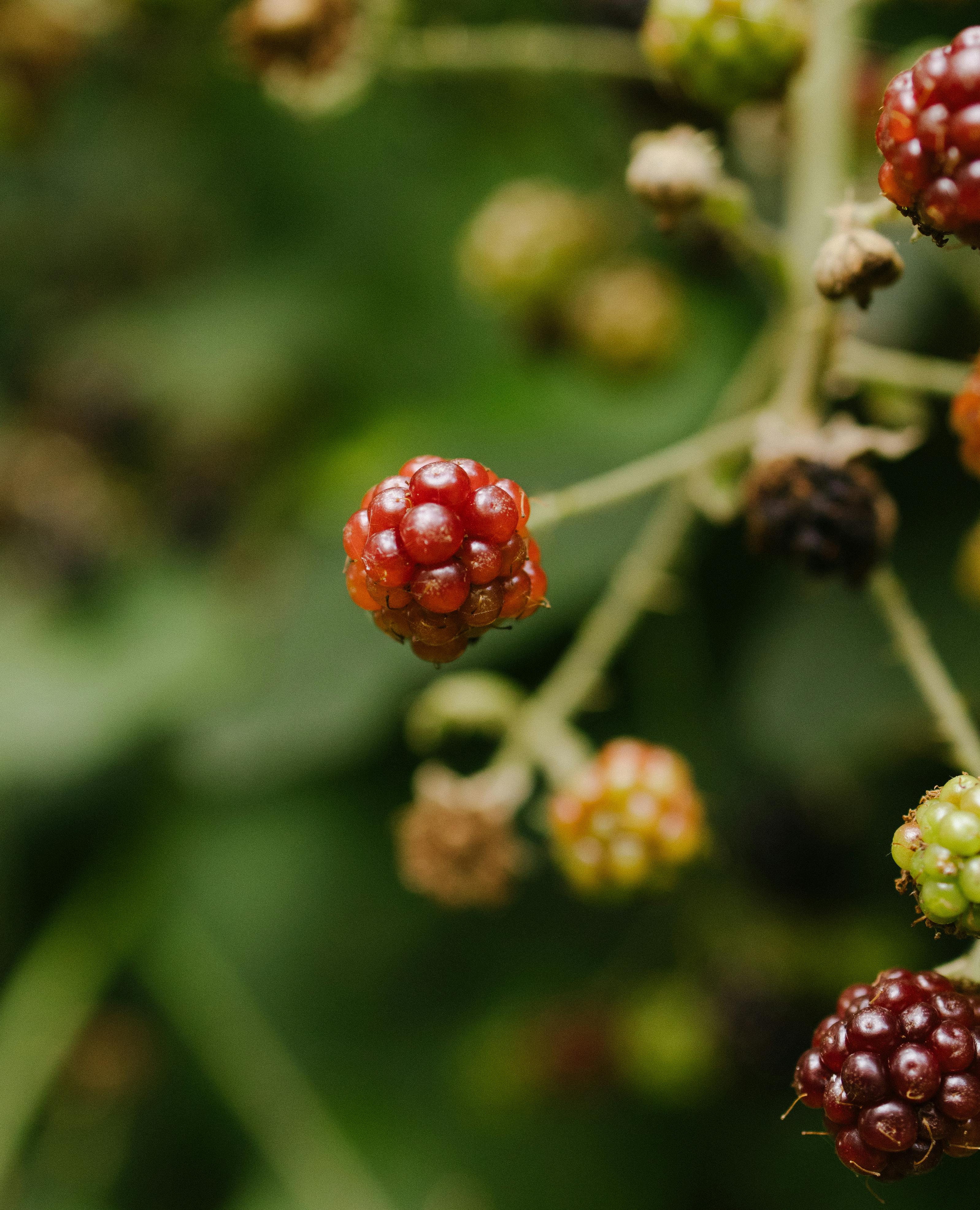 Red Raspberries · Free Stock Photo