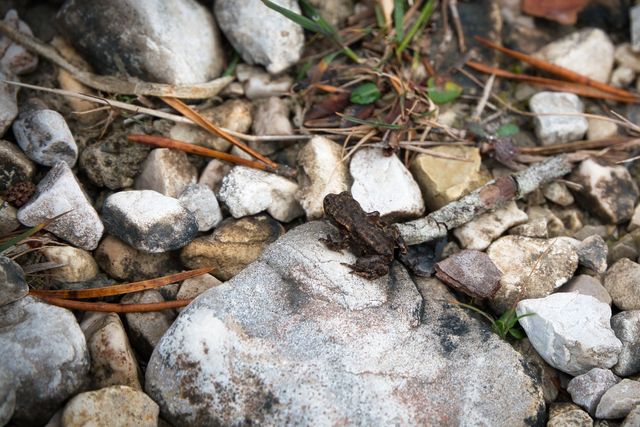 European Green Toad: Facts, Habitat, and Care Guide