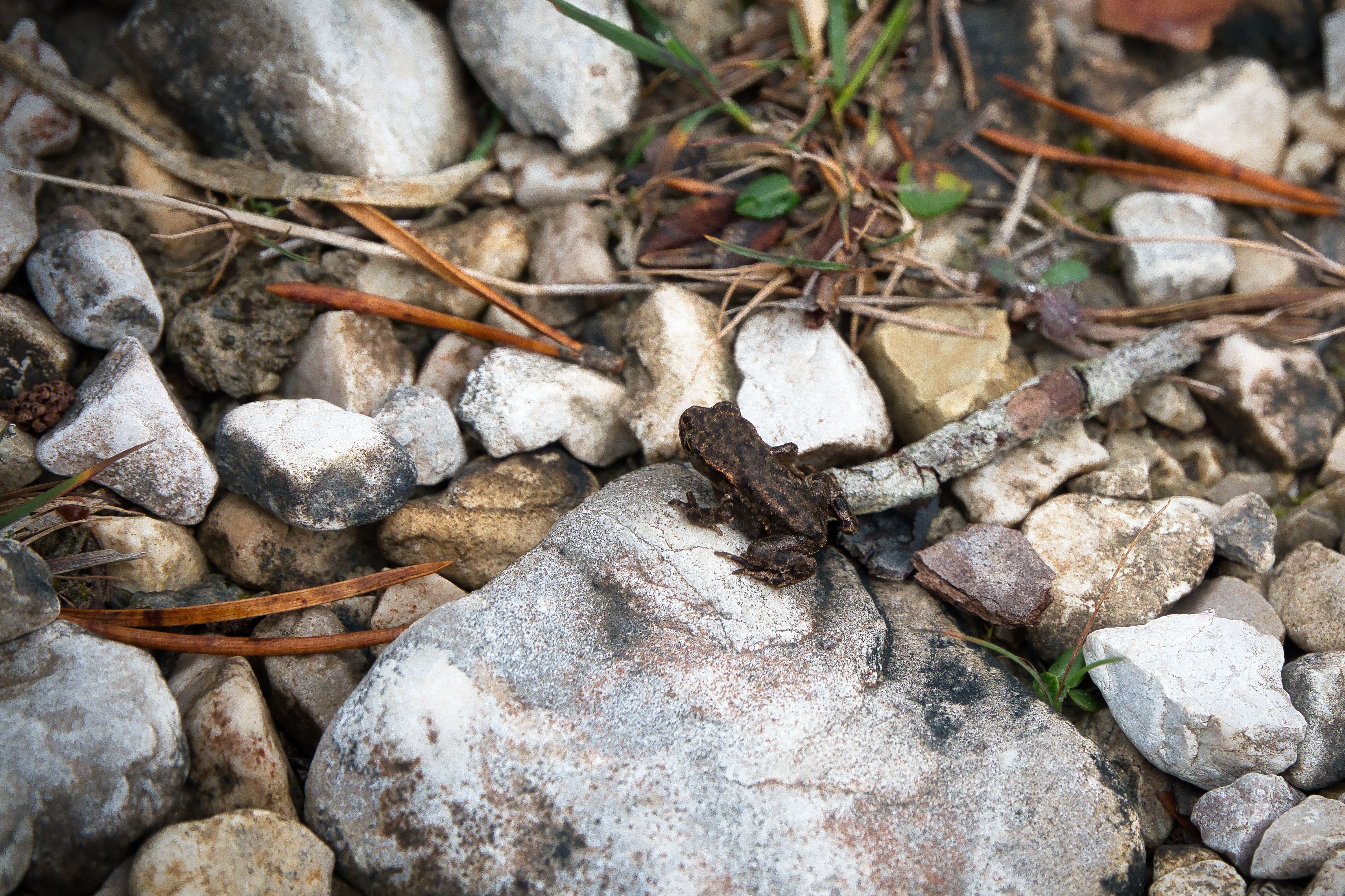 Young toad in the nature reserve · Free Stock Photo