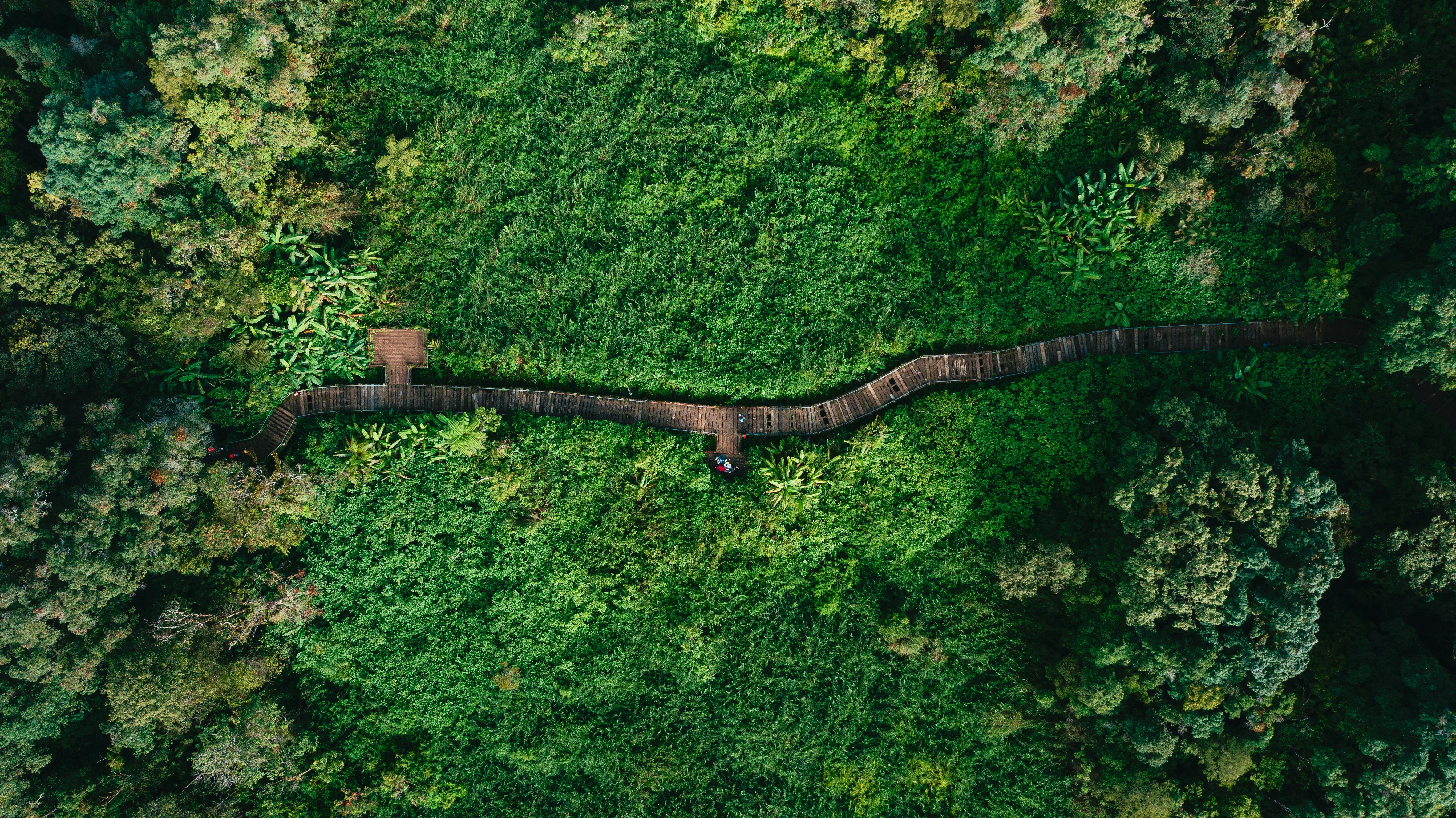 Wooden Bridge in The Middle Forest · Free Stock Photo