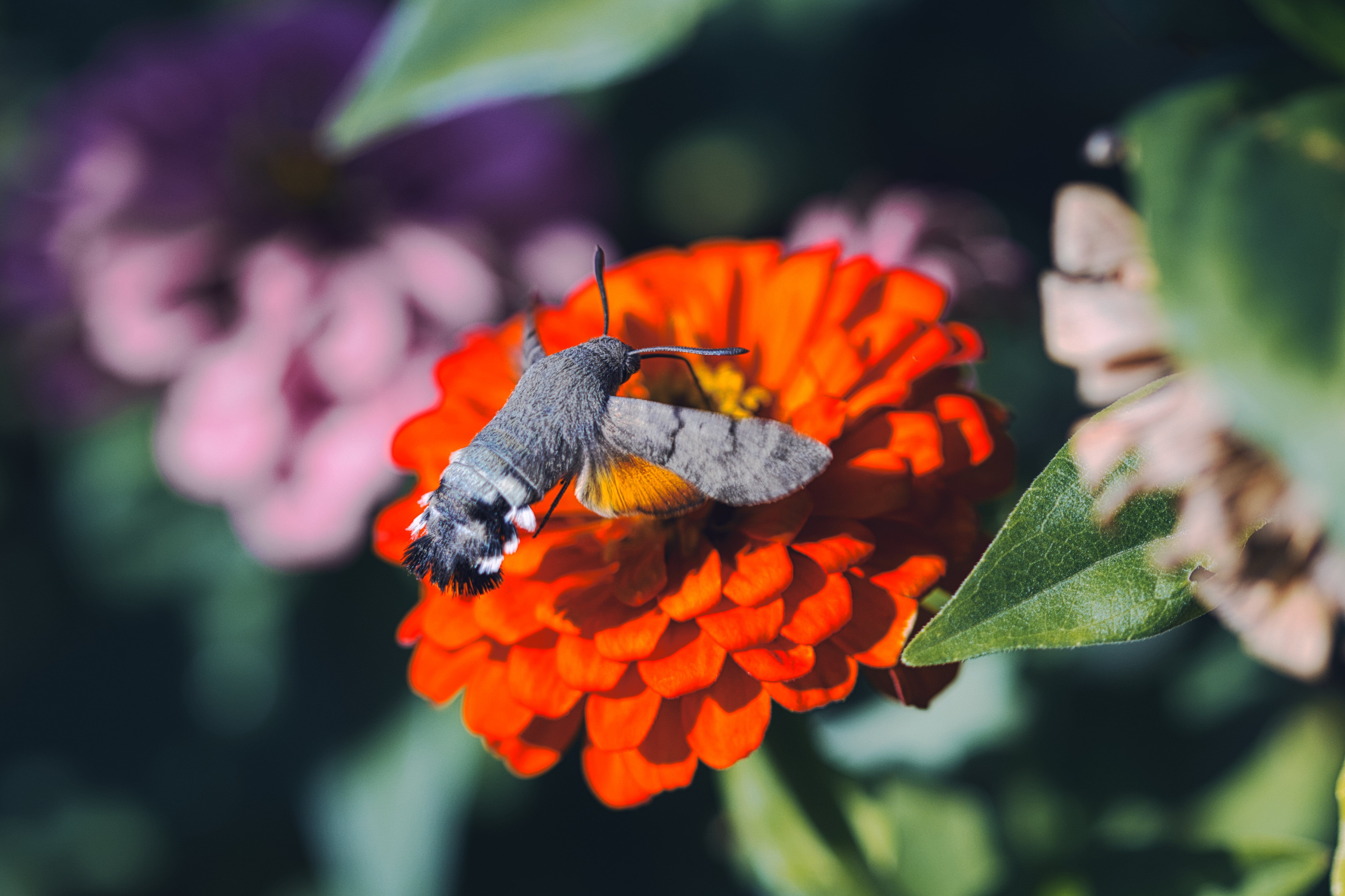 A moth is sitting on a flower with a flower · Free Stock Photo
