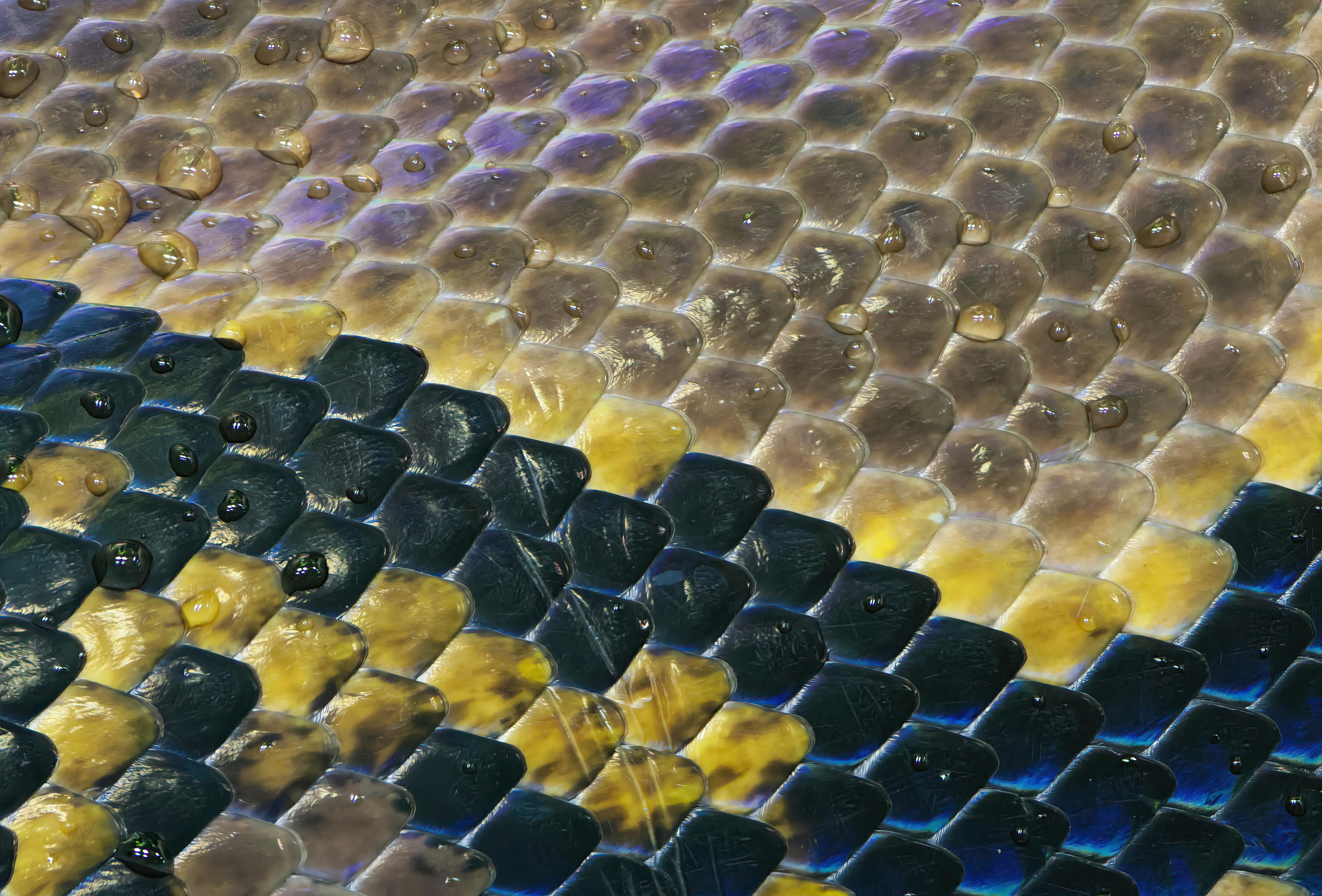 A close up of a snake's skin with yellow and blue dots · Free Stock Photo