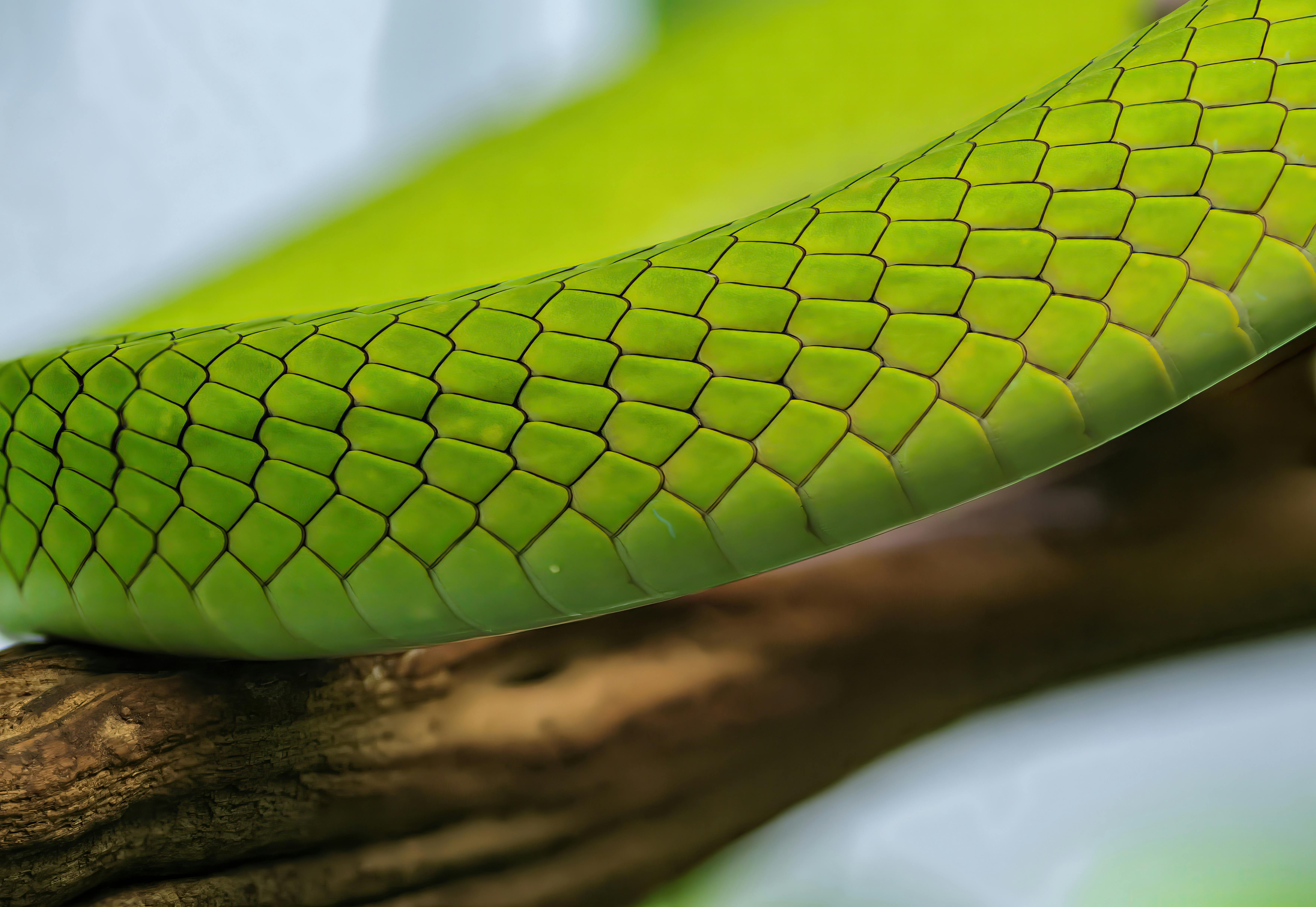 Foto de stock gratuita sobre @al aire libre, amazónico, arbóreo ...