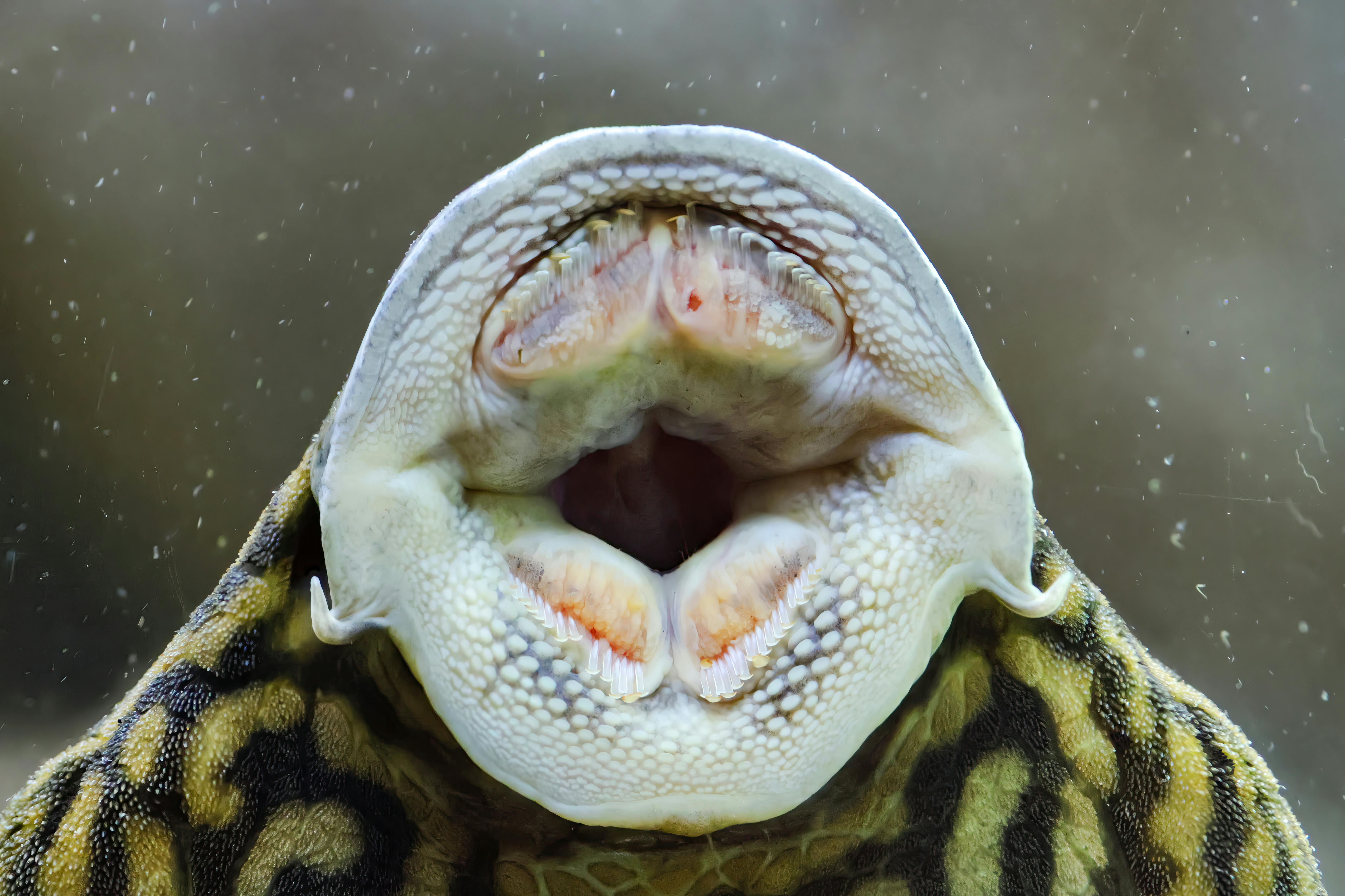 A close up of a fish's mouth with its mouth open · Free Stock Photo