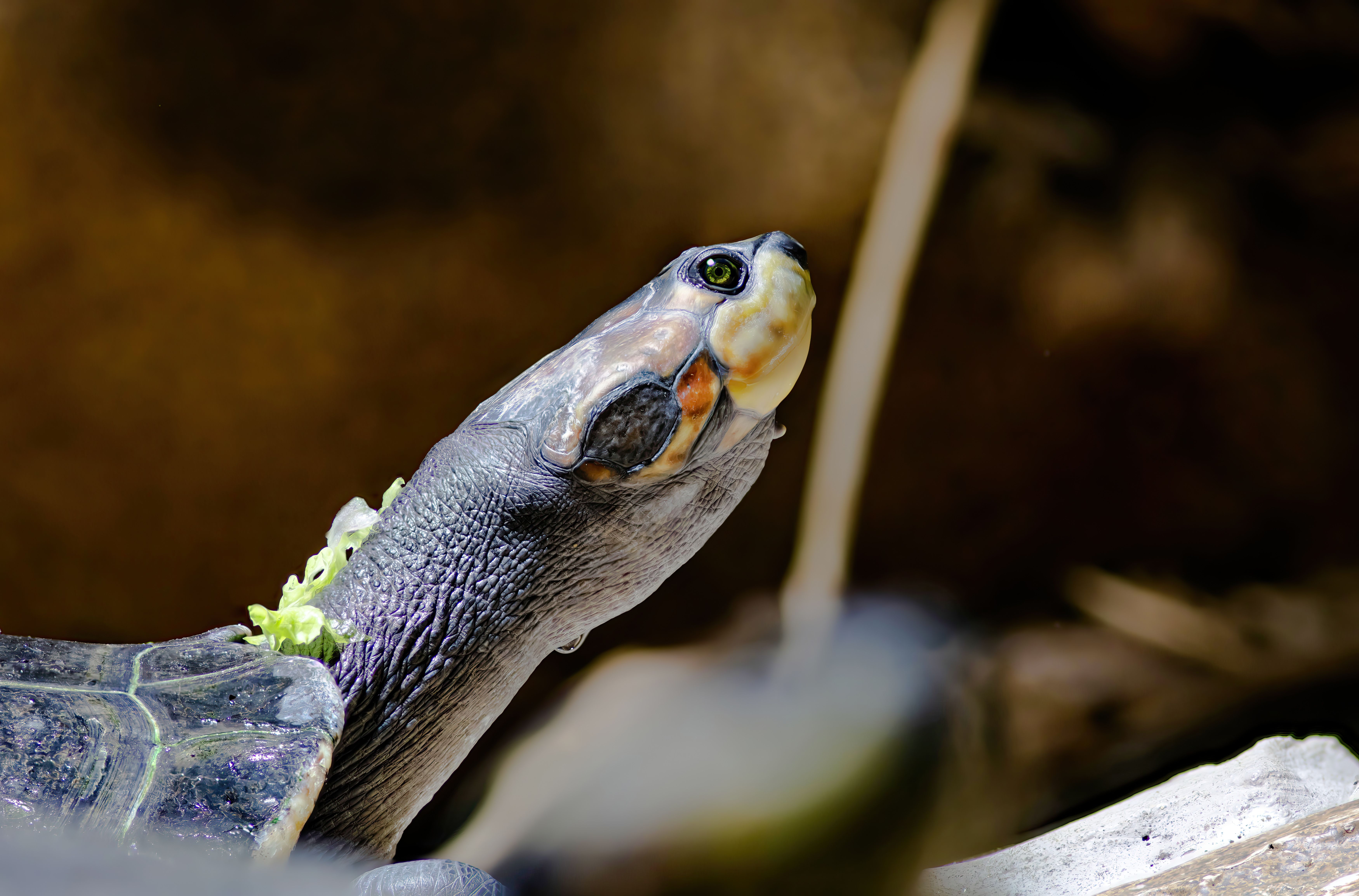 A turtle with a green leaf on its head · Free Stock Photo