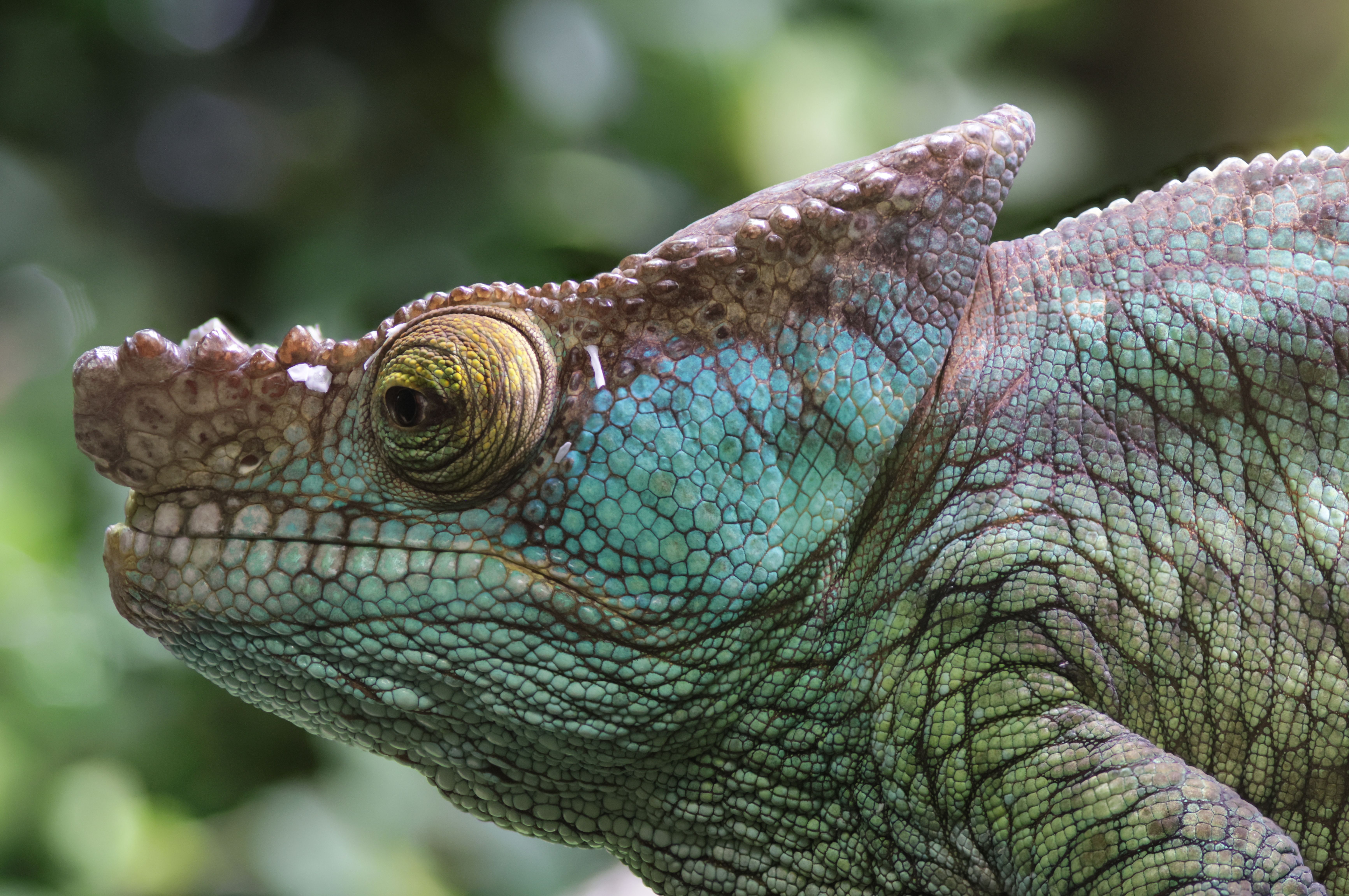 A close up of a chamelon lizard with green eyes · Free Stock Photo