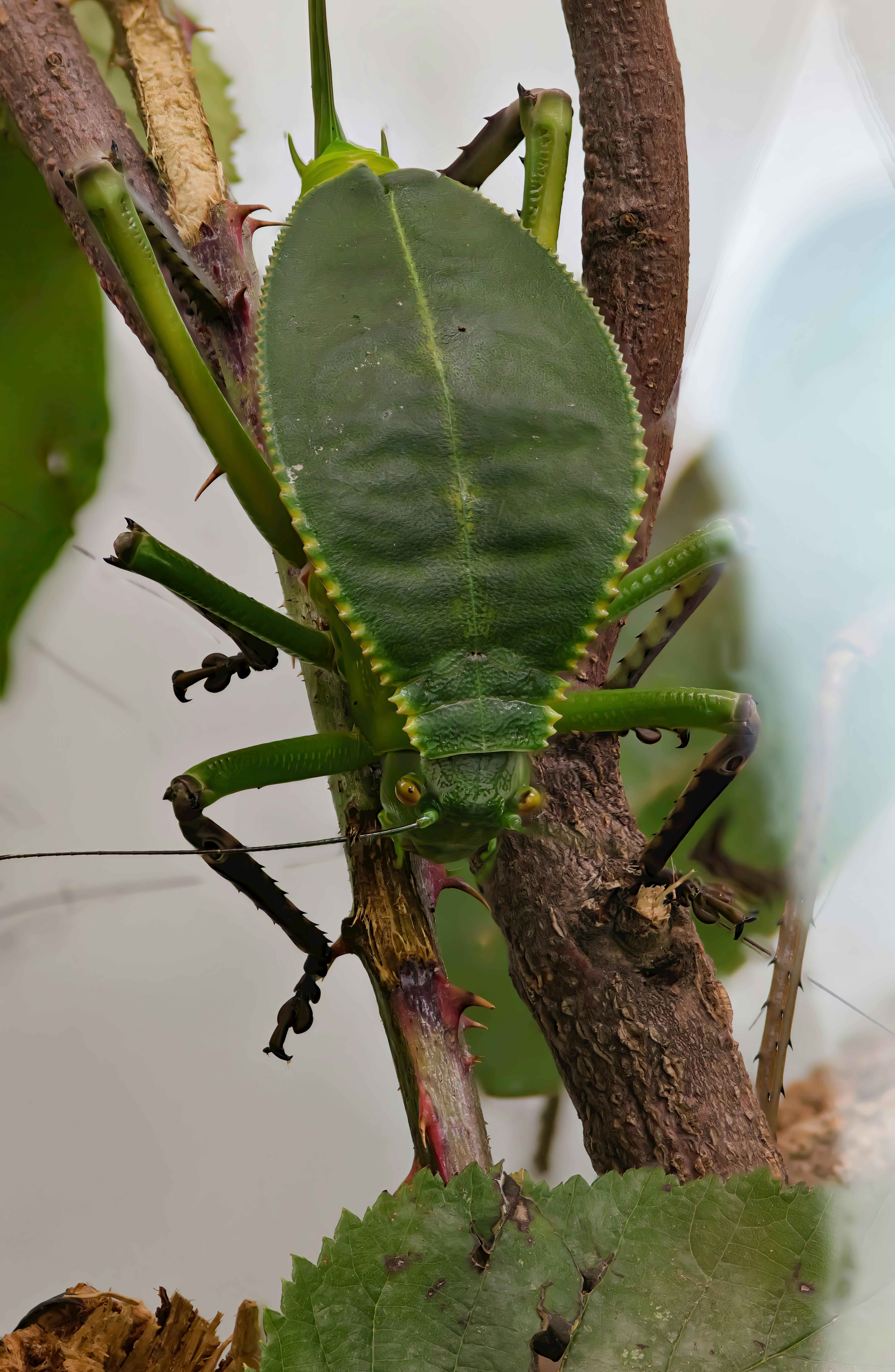 Green Insect Behind Green Leaf · Free Stock Photo