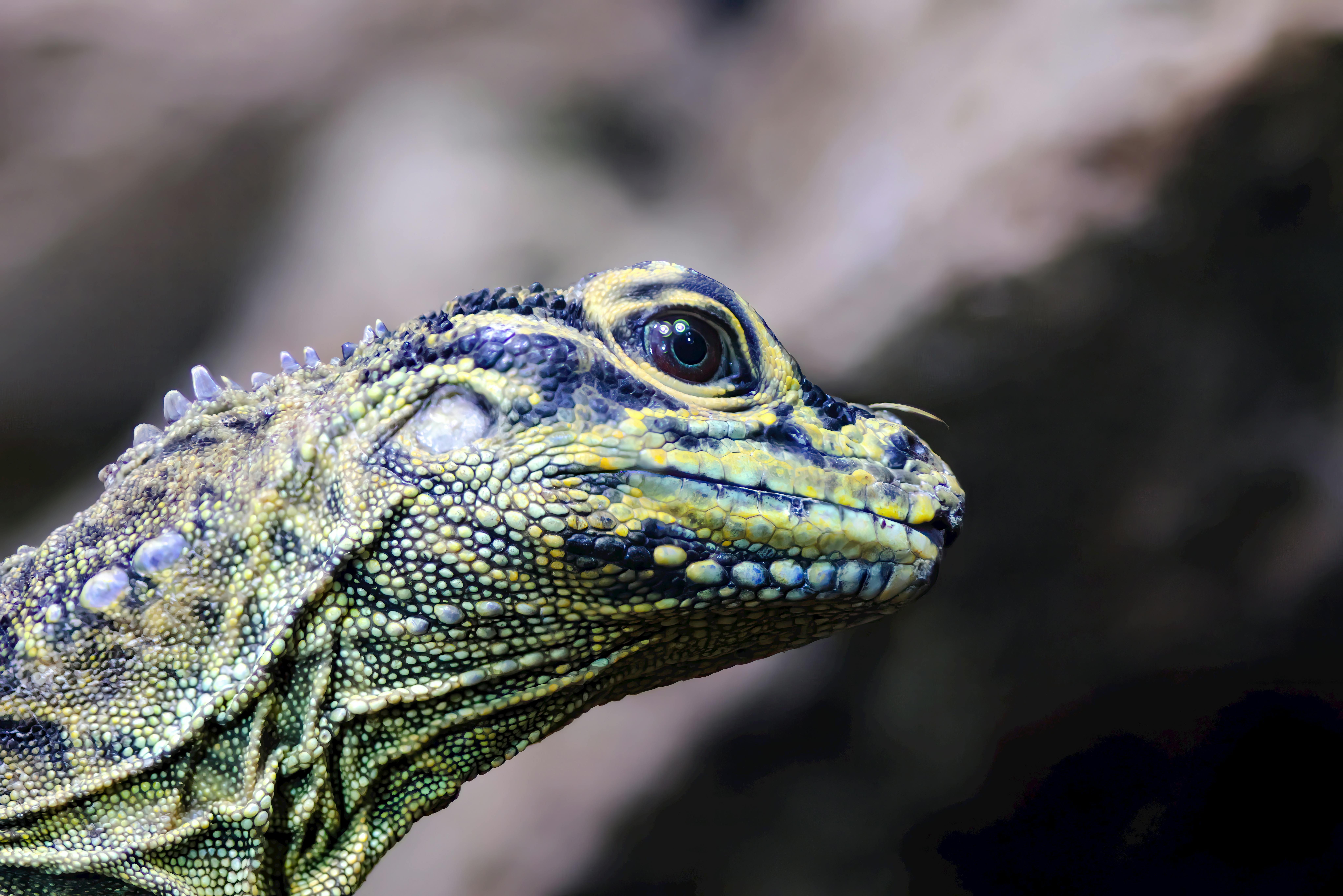 A close up of a lizard's head with a green and yellow pattern · Free ...