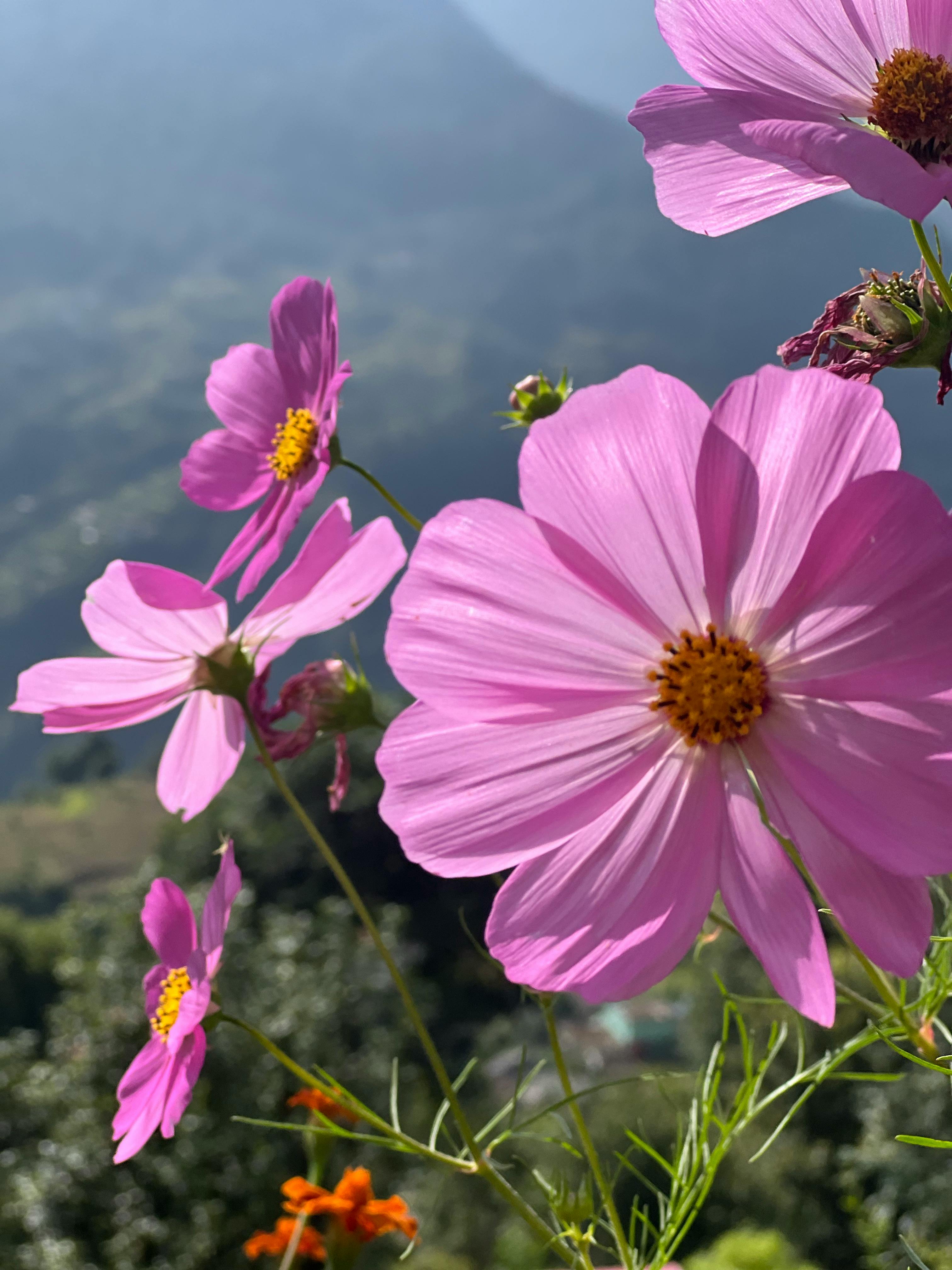 Pink Flower Field · Free Stock Photo
